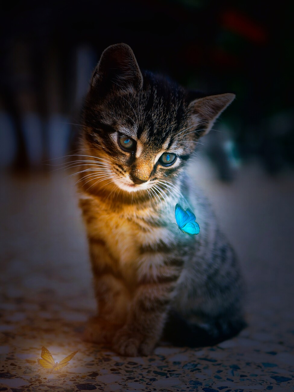 Sweet Cats Wallpapers - Wallpaper Cave
