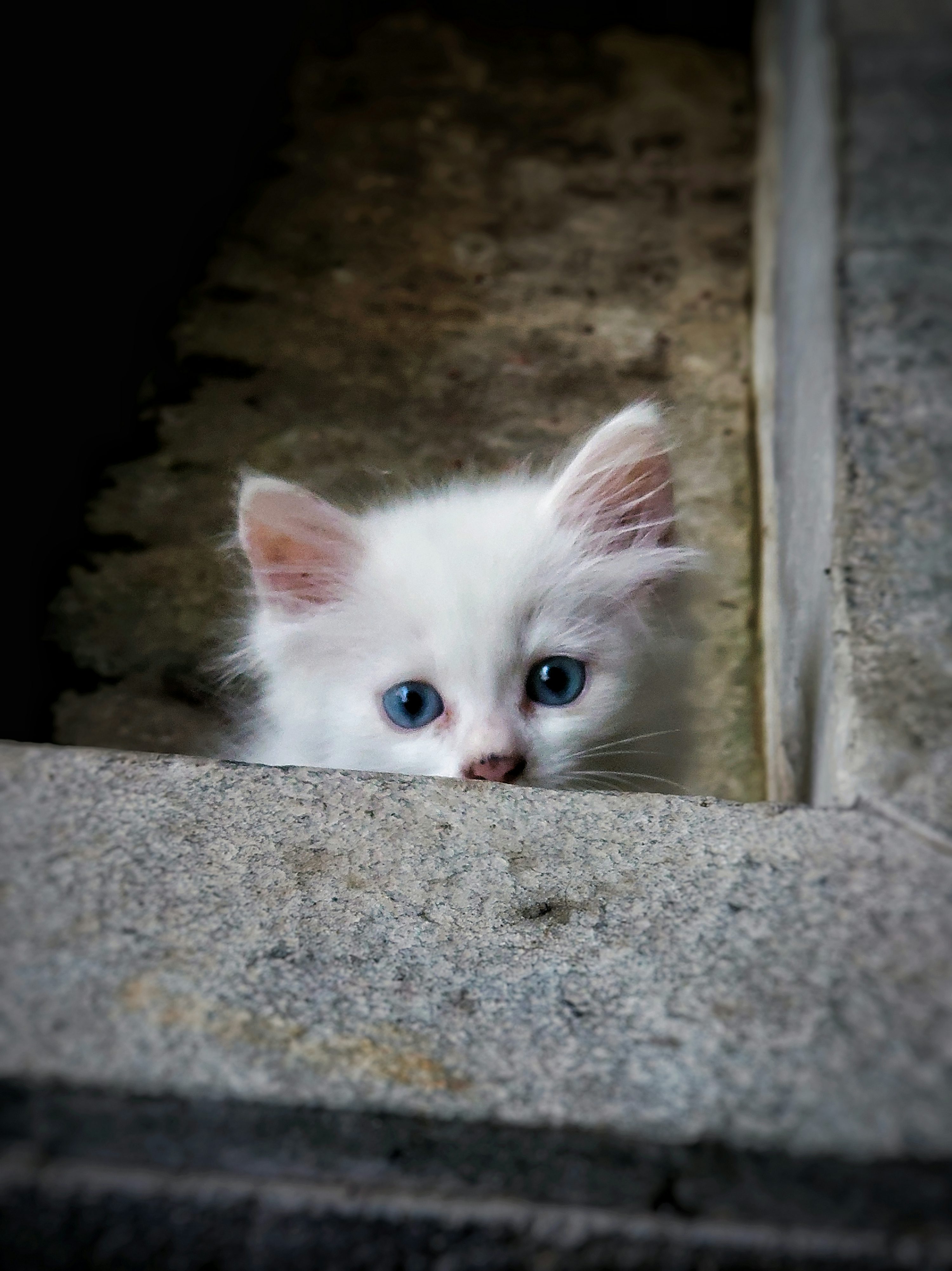 Sweet Cats Wallpapers - Wallpaper Cave