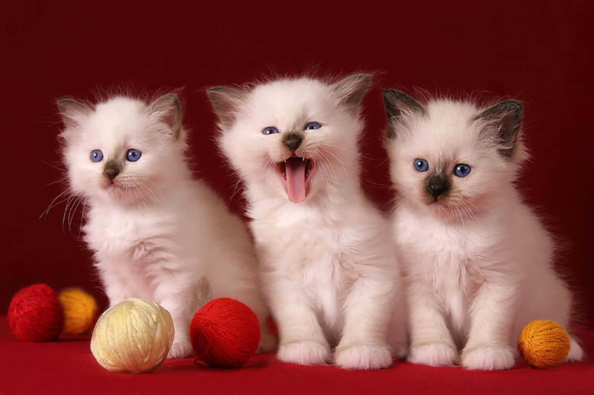 Sweet Cats Wallpapers - Wallpaper Cave