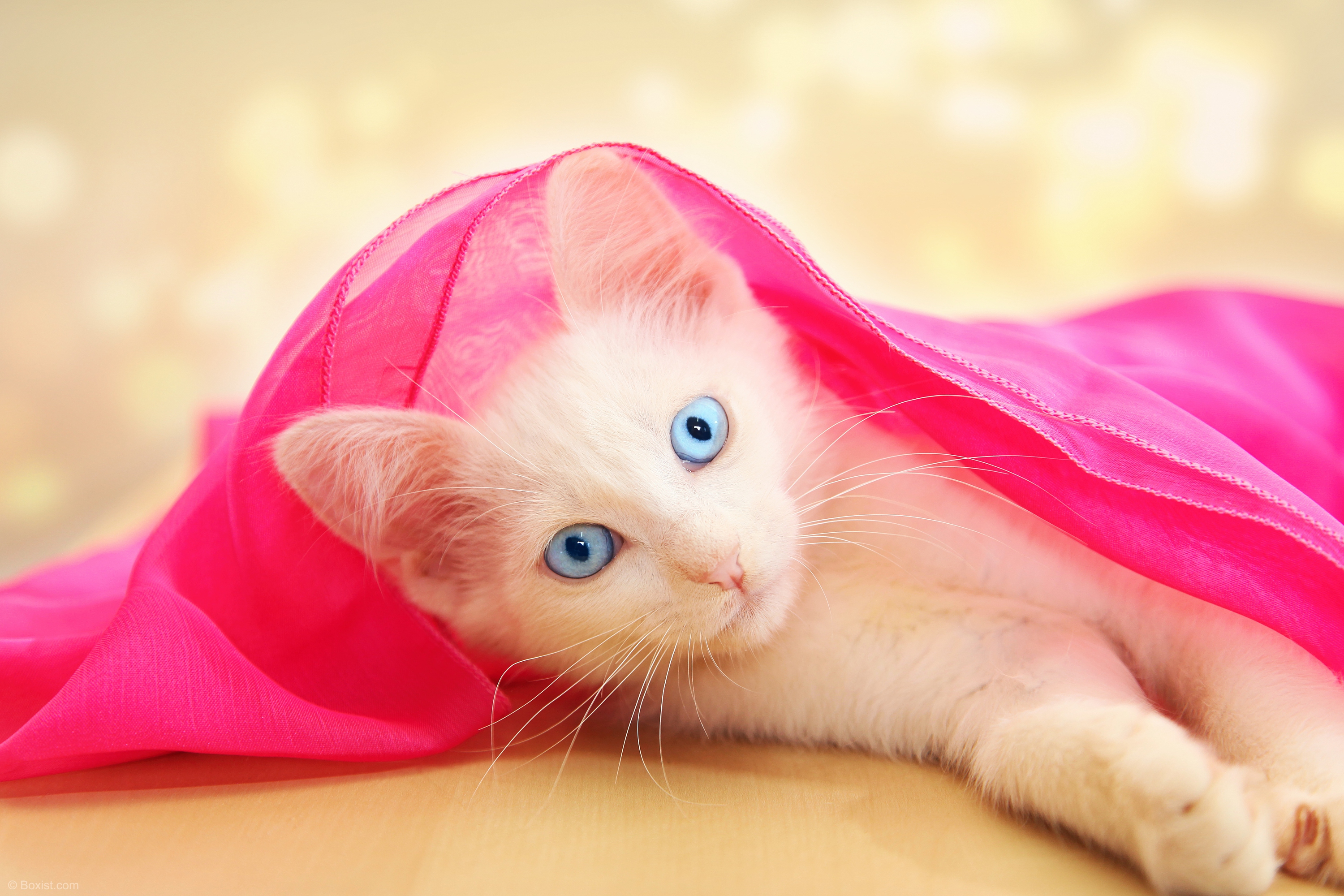Sweet Cats Wallpapers - Wallpaper Cave