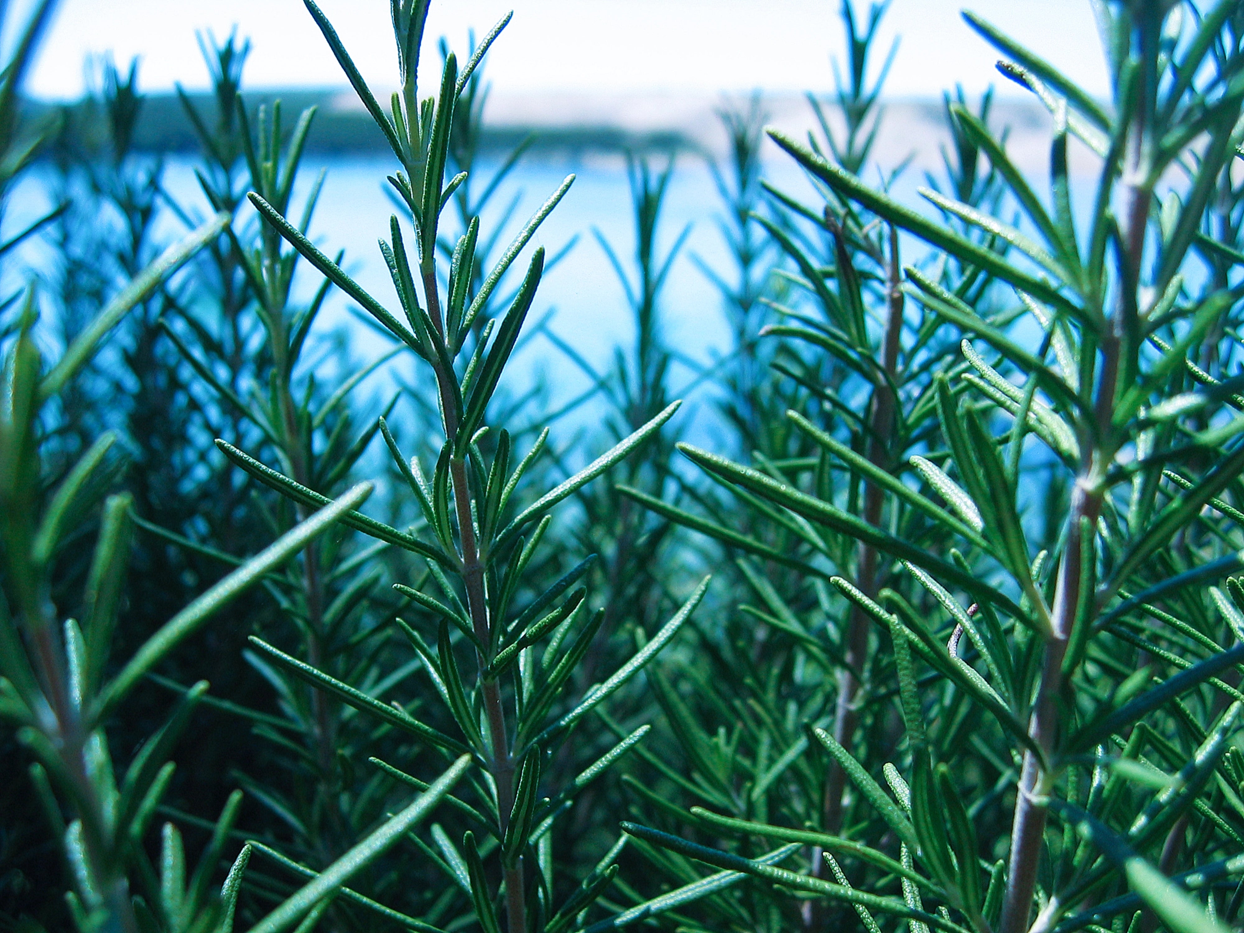 Rosemary Wallpapers - Wallpaper Cave