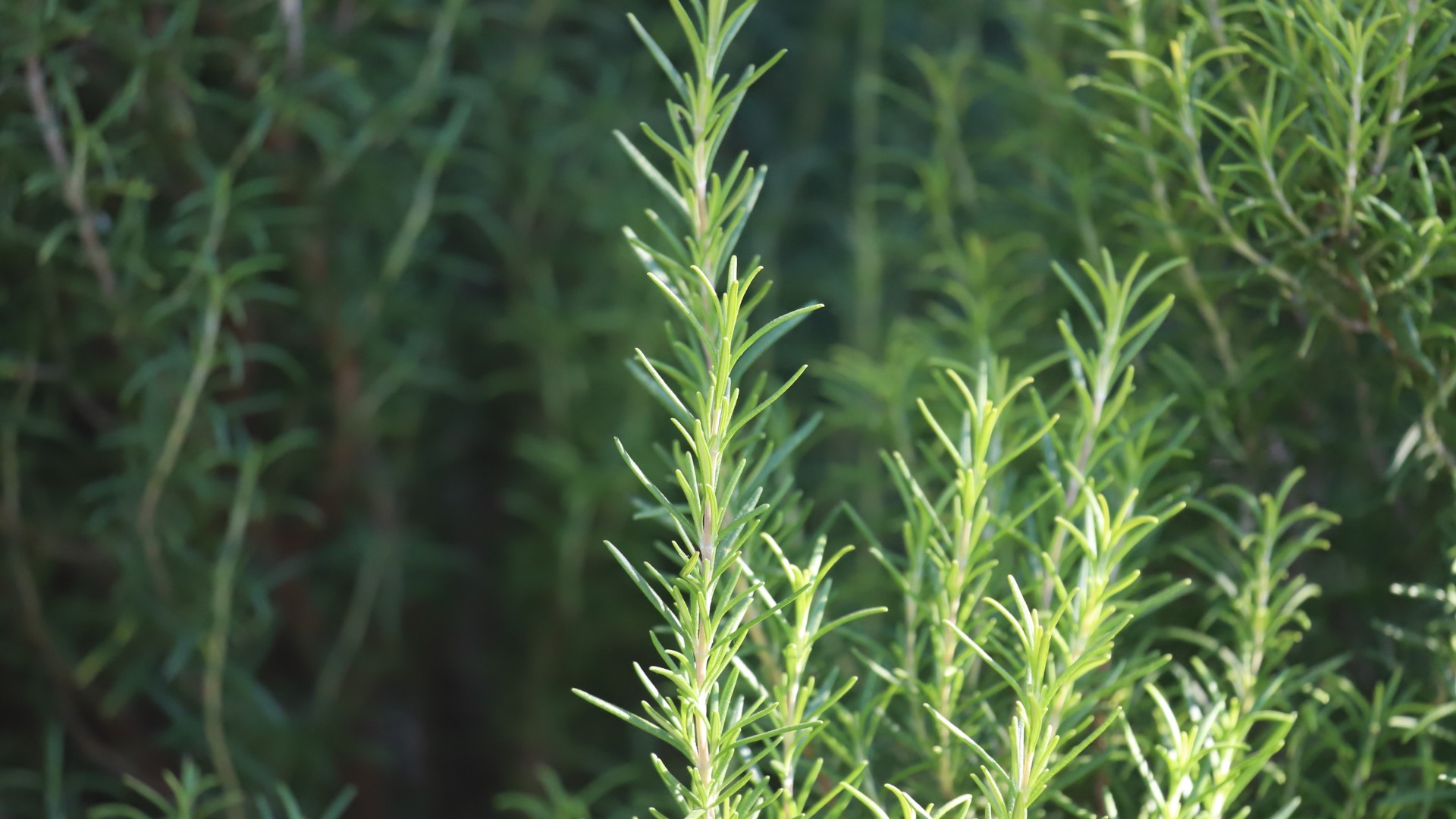 Rosemary Wallpapers - Wallpaper Cave