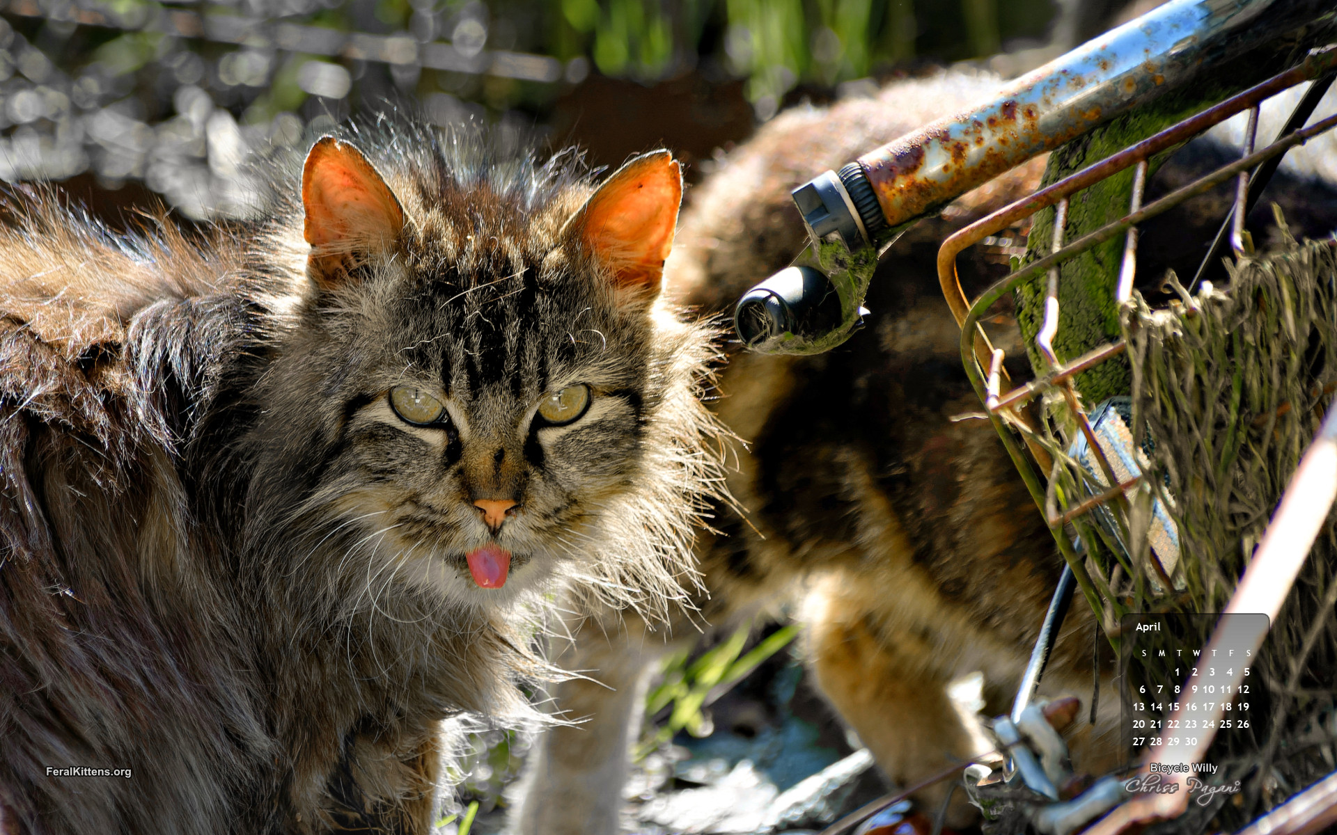 Crazy Cat Wallpapers - Wallpaper Cave