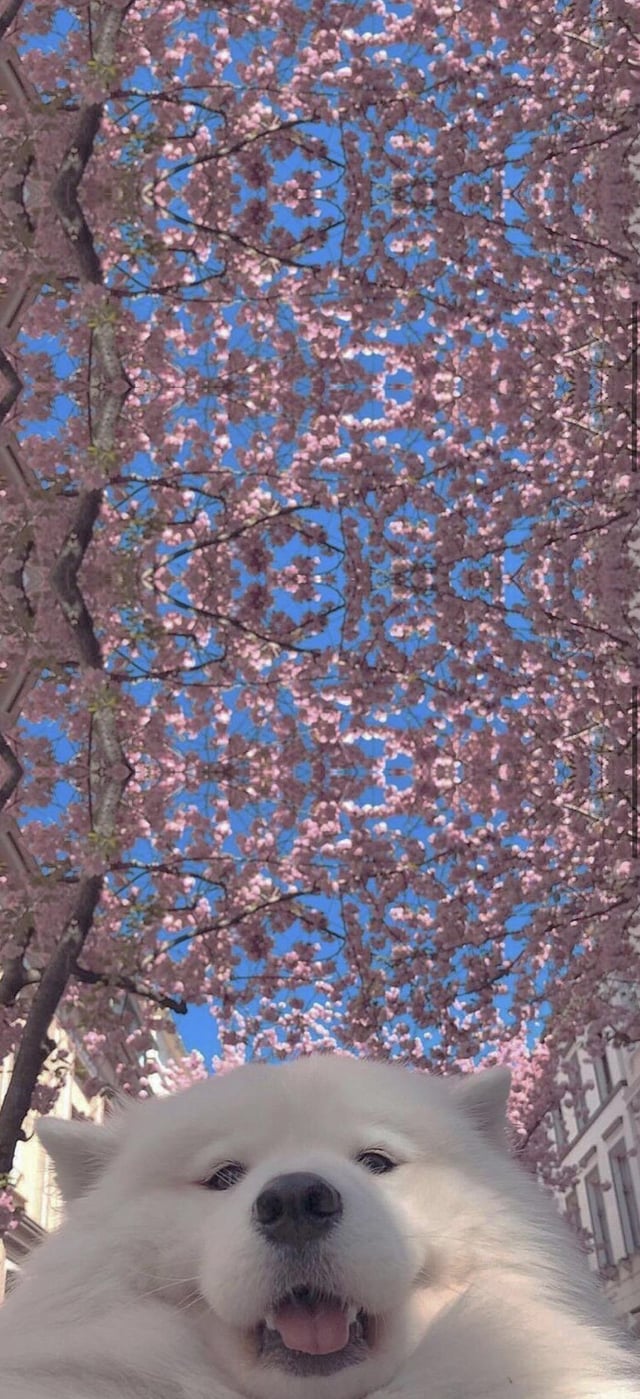 Vibey Wallpapers - Wallpaper Cave