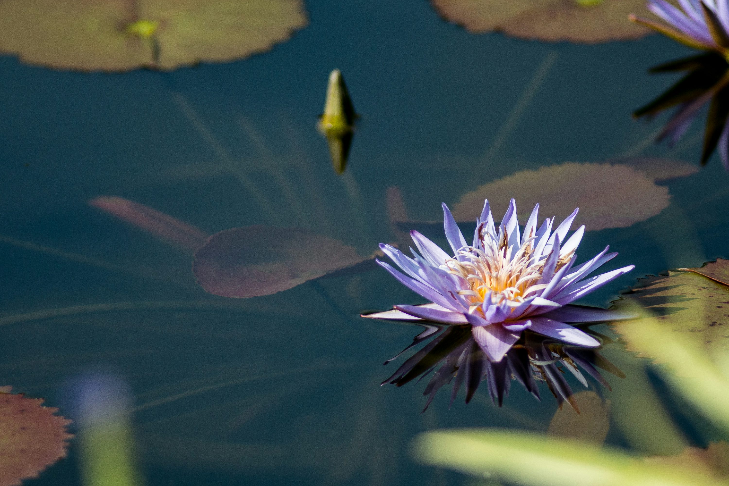 Purple Lotus Wallpapers - Wallpaper Cave