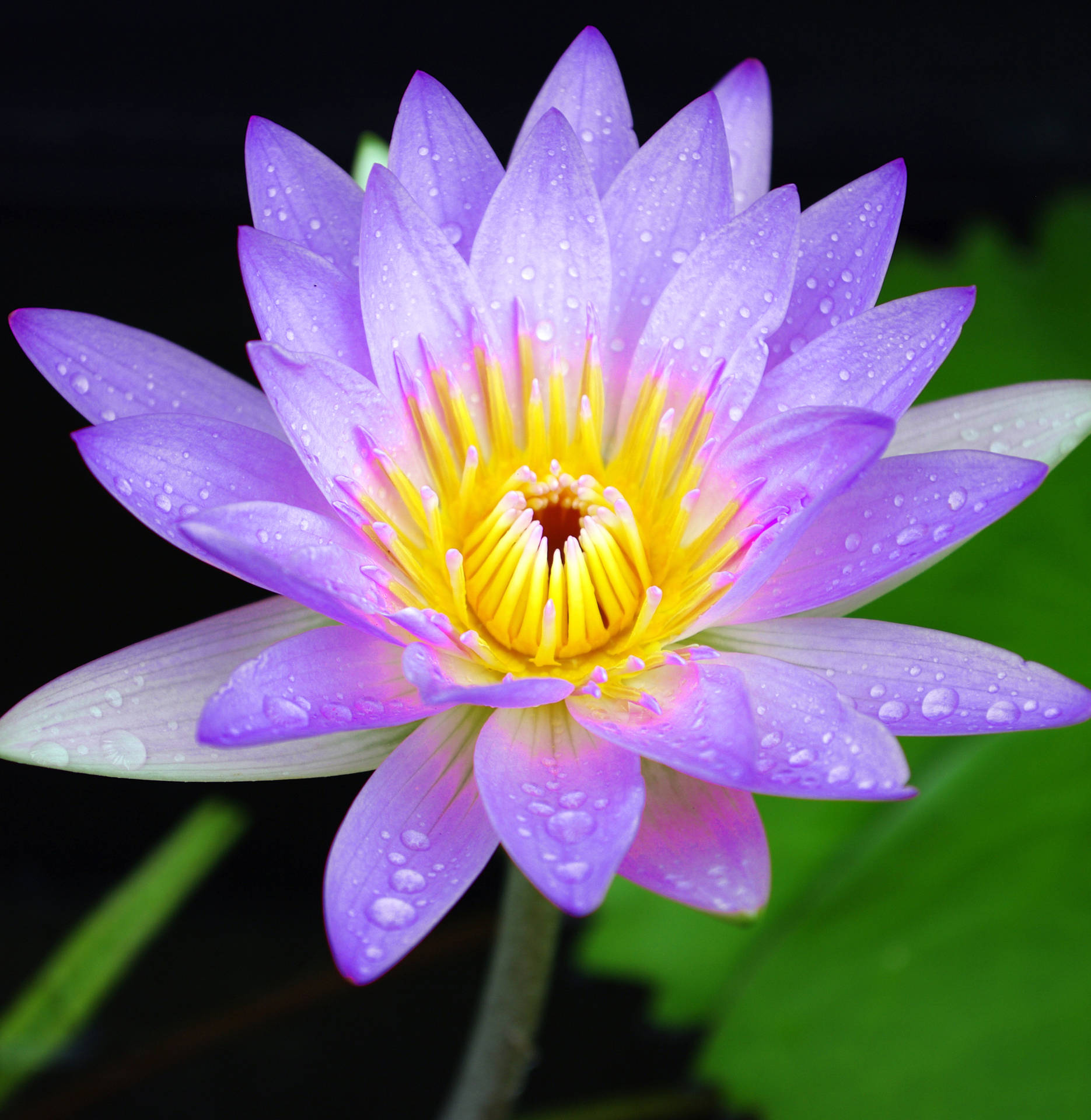 Purple Lotus Wallpapers - Wallpaper Cave
