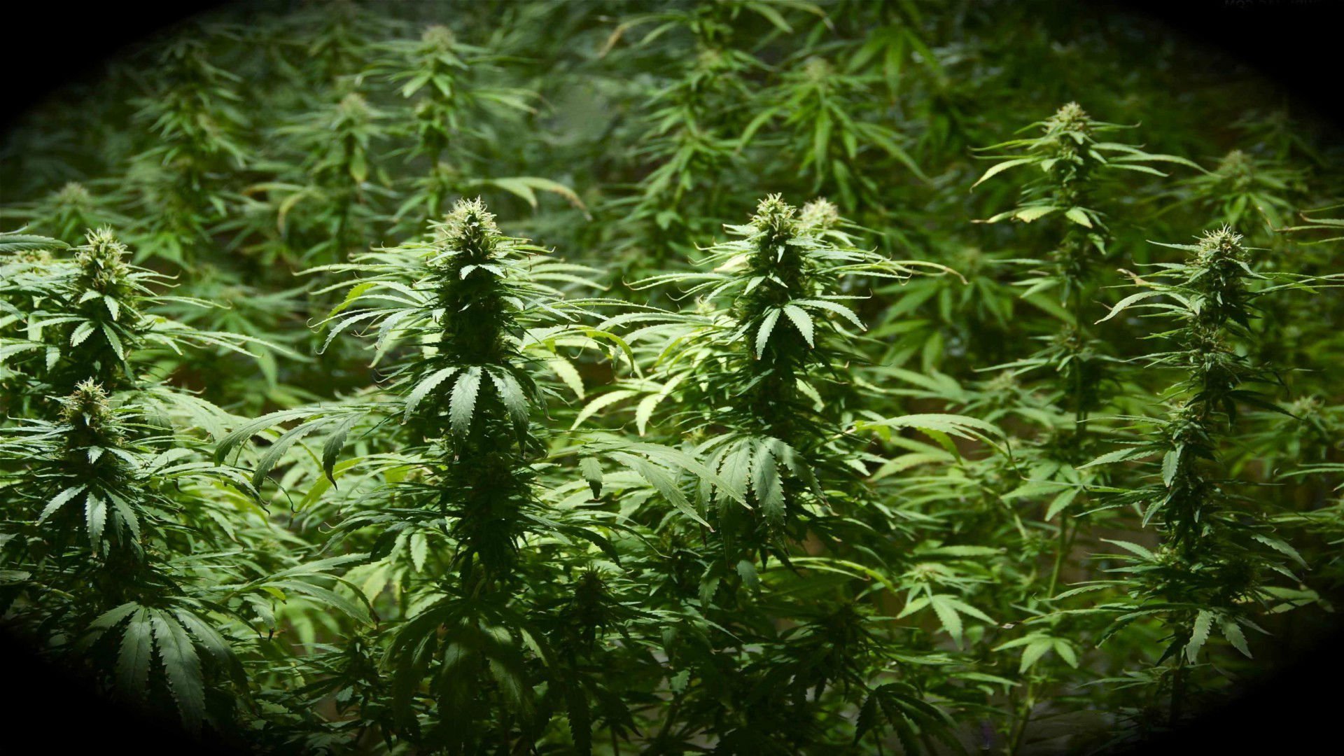 Narcotrafficking Wallpapers - Wallpaper Cave