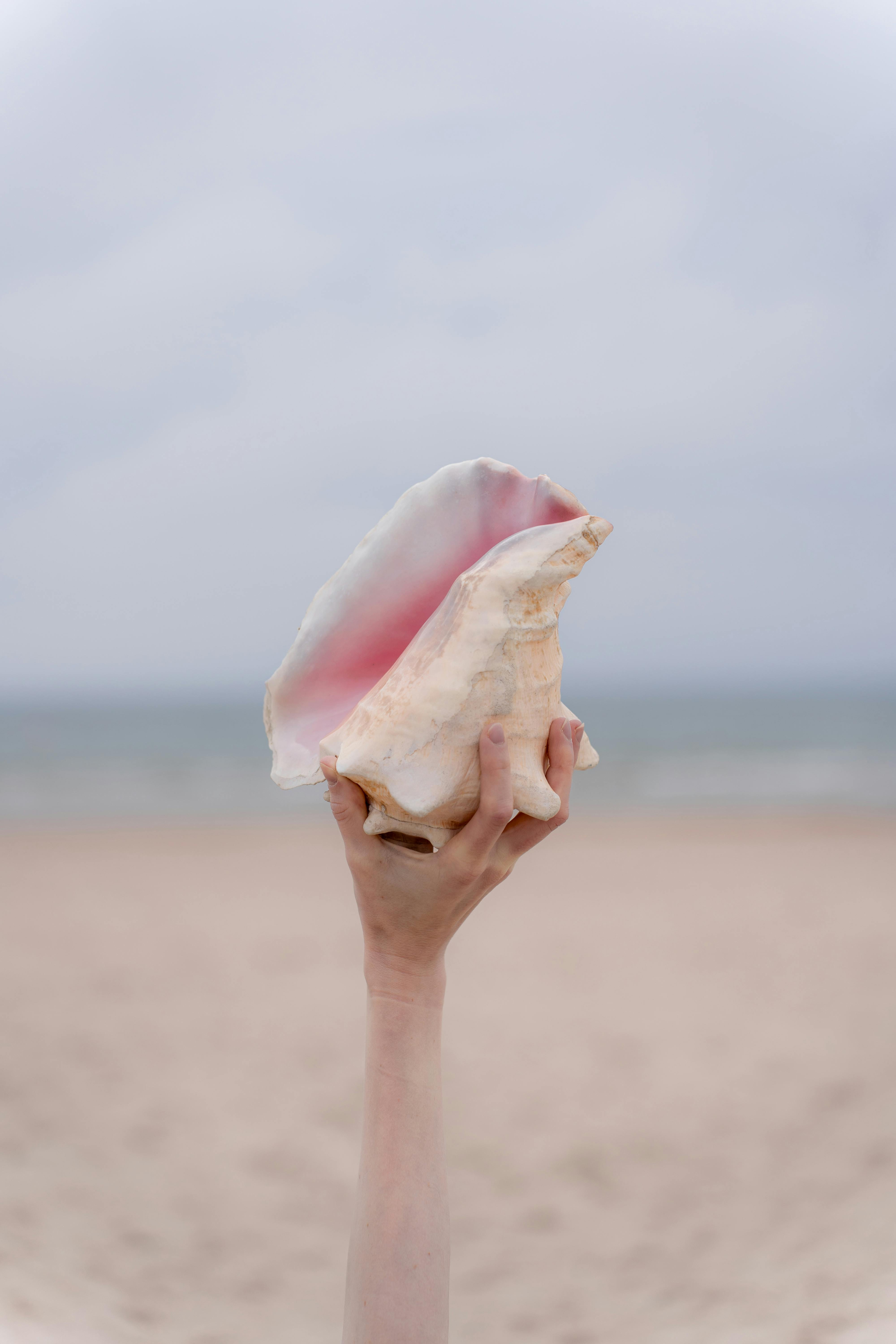 Conch Shell Wallpapers - Wallpaper Cave