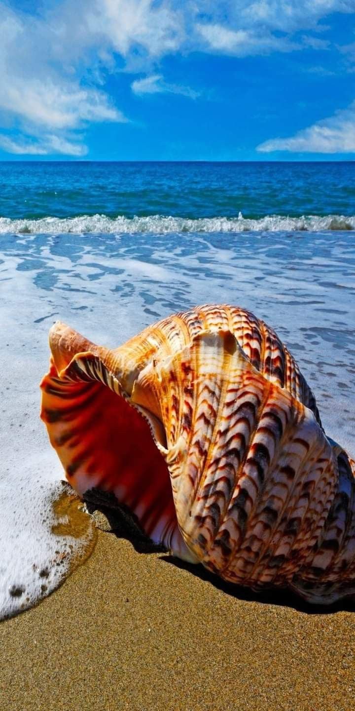 Conch Shell Wallpapers - Wallpaper Cave