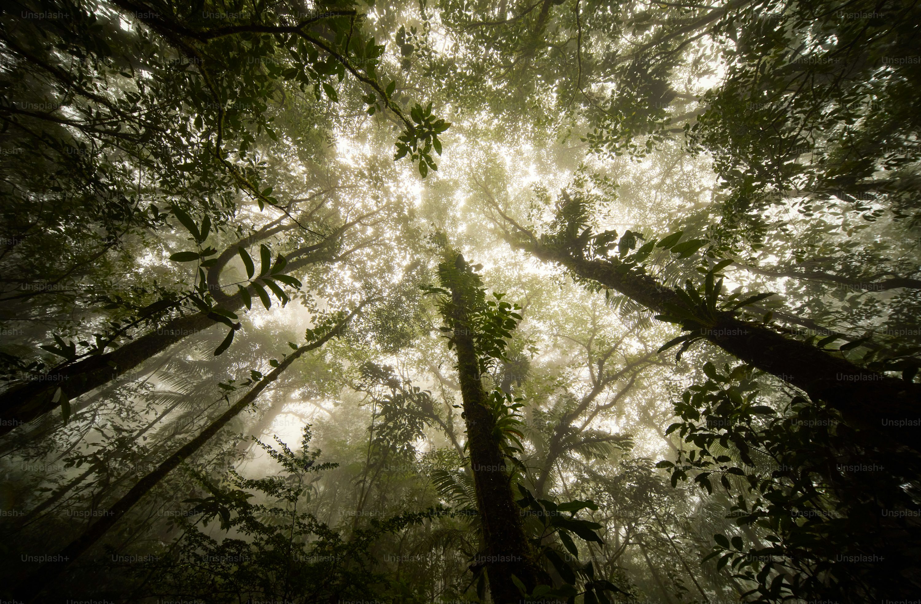 Calm Forest Wallpapers - Wallpaper Cave