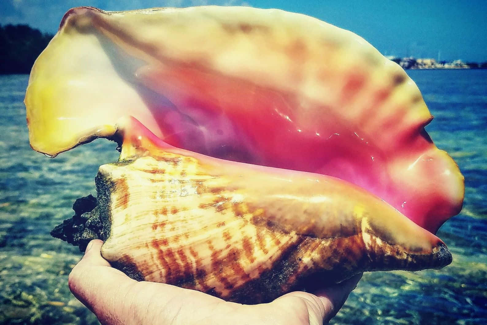 Conch Shell Wallpapers - Wallpaper Cave