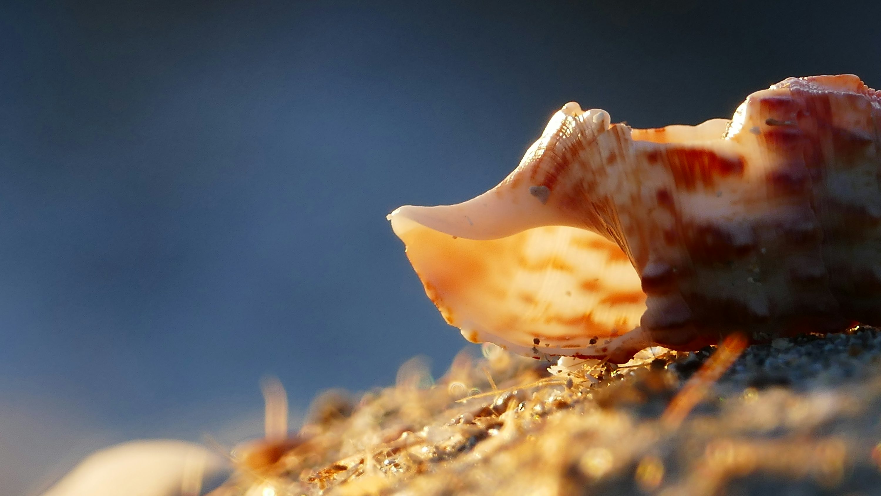 Conch Shell Wallpapers - Wallpaper Cave