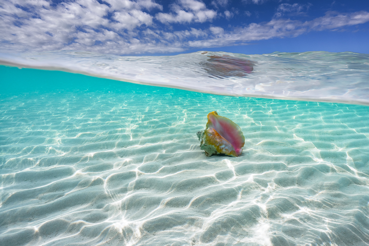 Conch Shell Wallpapers - Wallpaper Cave