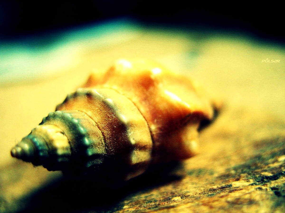 Conch Shell Wallpapers - Wallpaper Cave