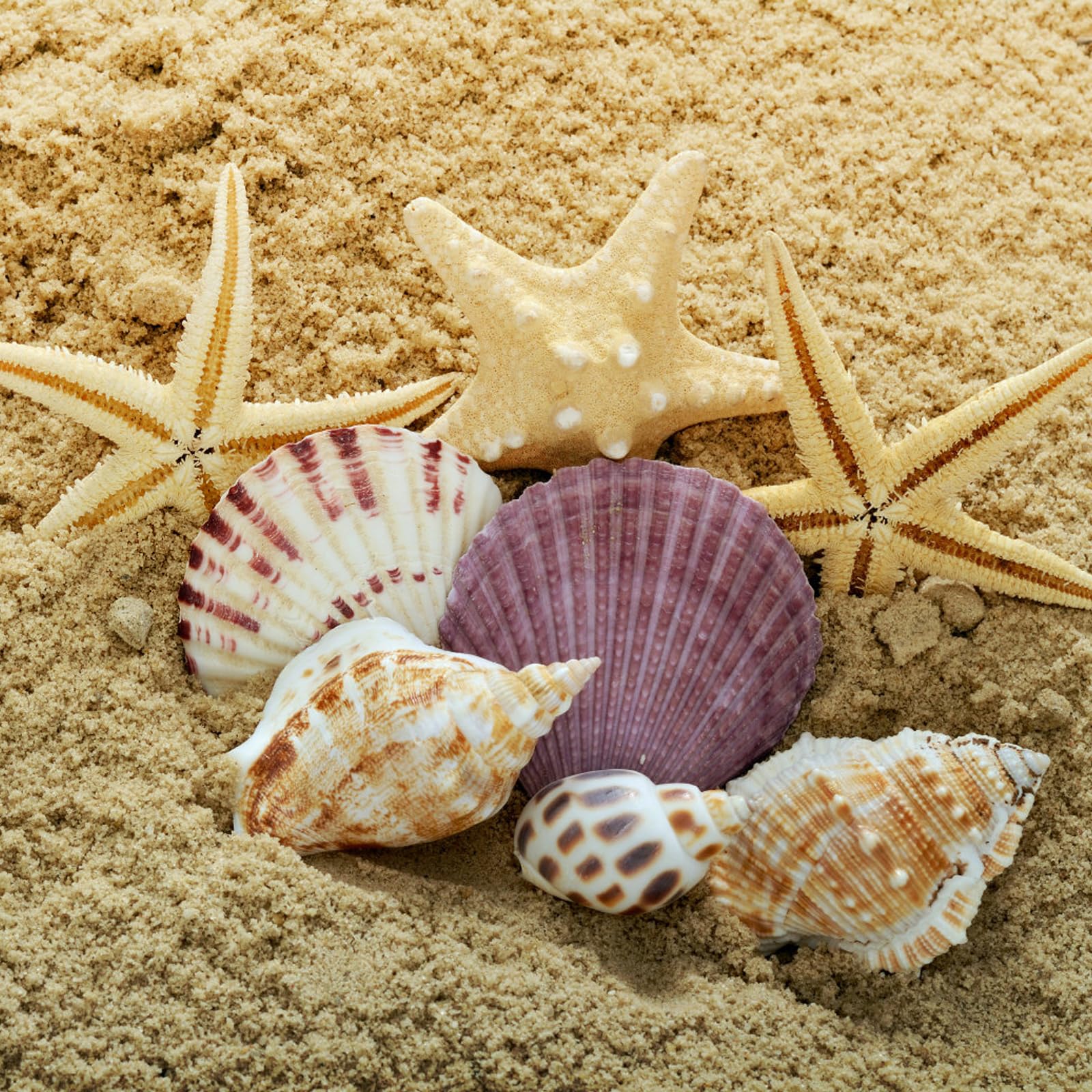 Conch Shell Wallpapers - Wallpaper Cave