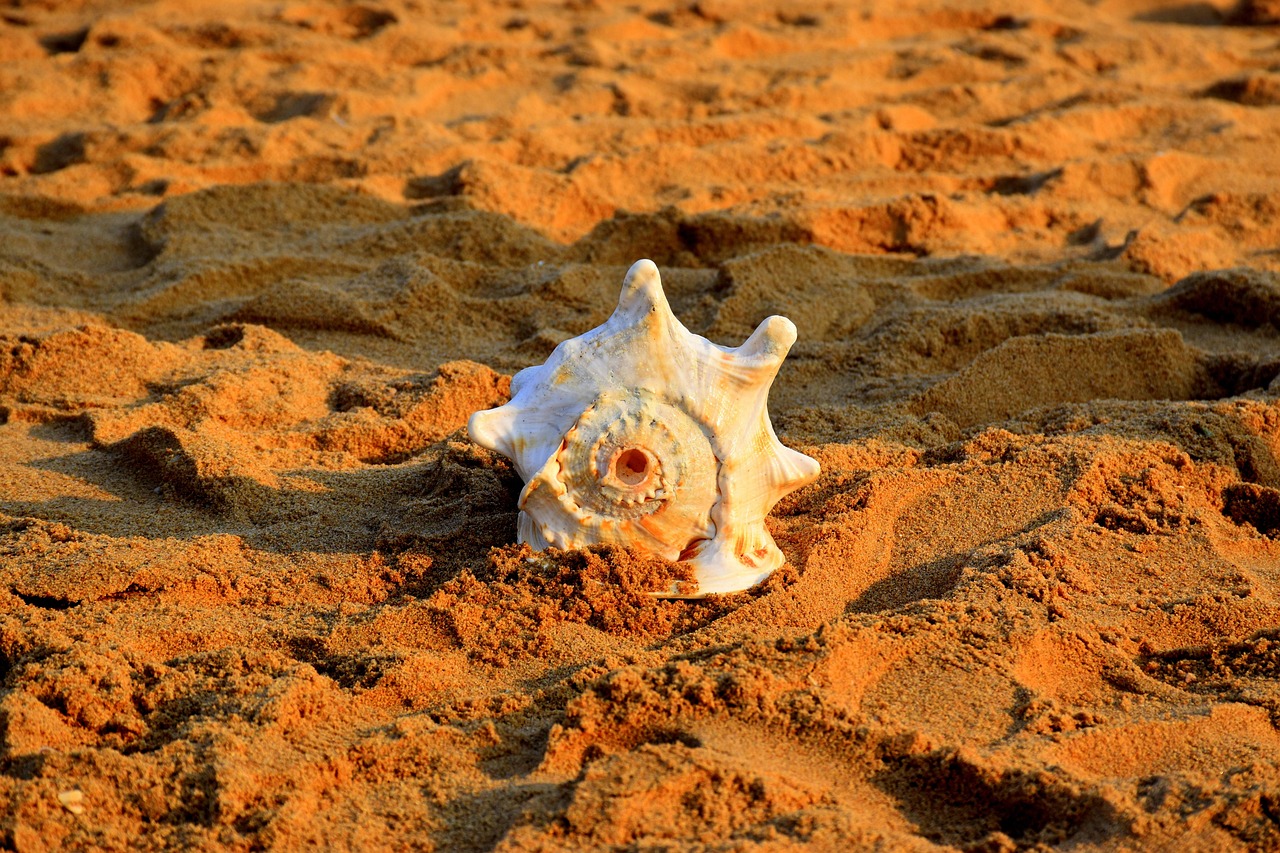 Conch Shell Wallpapers - Wallpaper Cave