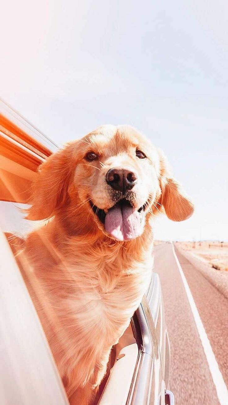 Happy Dog Wallpapers - Wallpaper Cave