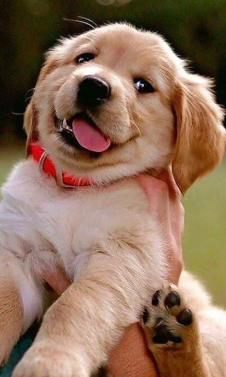 Happy Dog Wallpapers - Wallpaper Cave