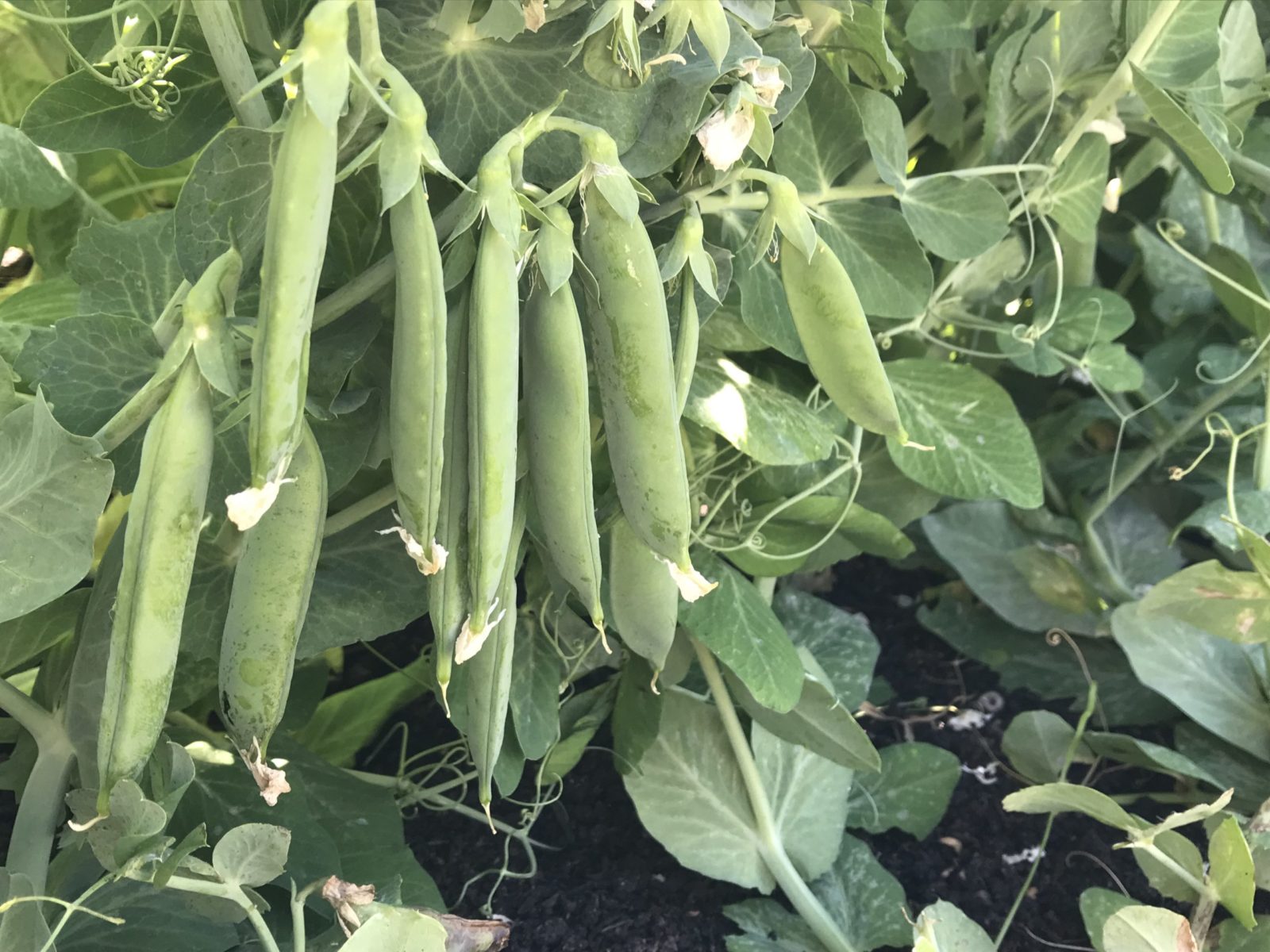 Peas Wallpapers - Wallpaper Cave