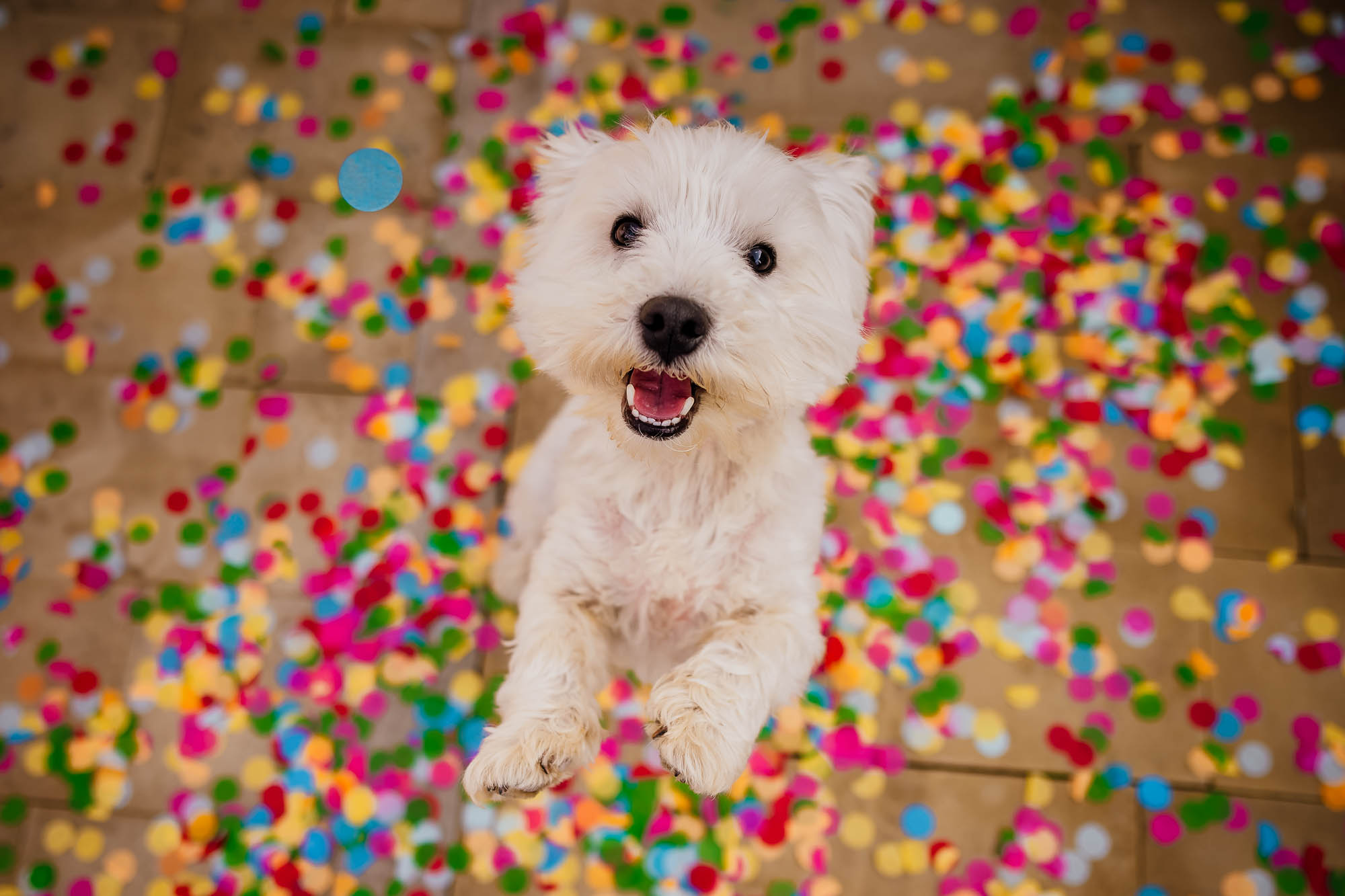 Happy Dog Wallpapers - Wallpaper Cave