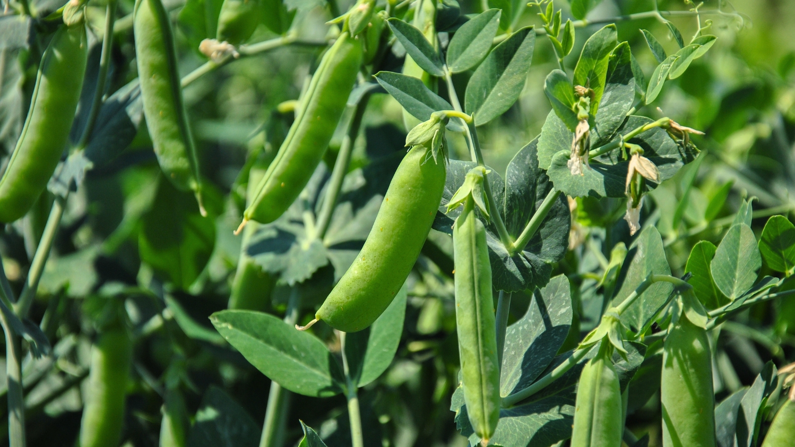 Peas Wallpapers - Wallpaper Cave