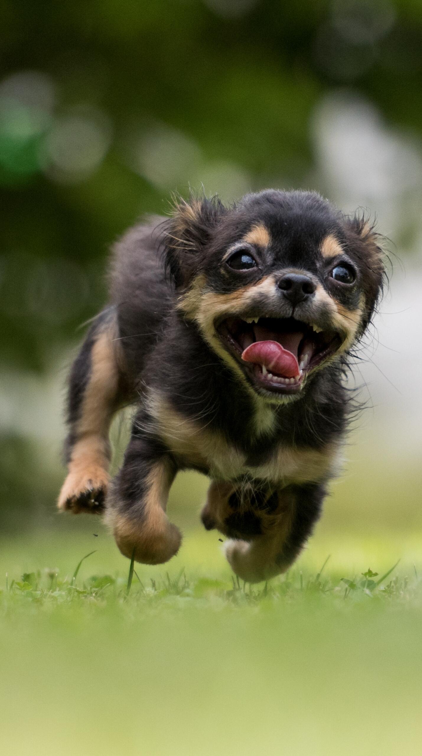 Happy Dog Wallpapers - Wallpaper Cave