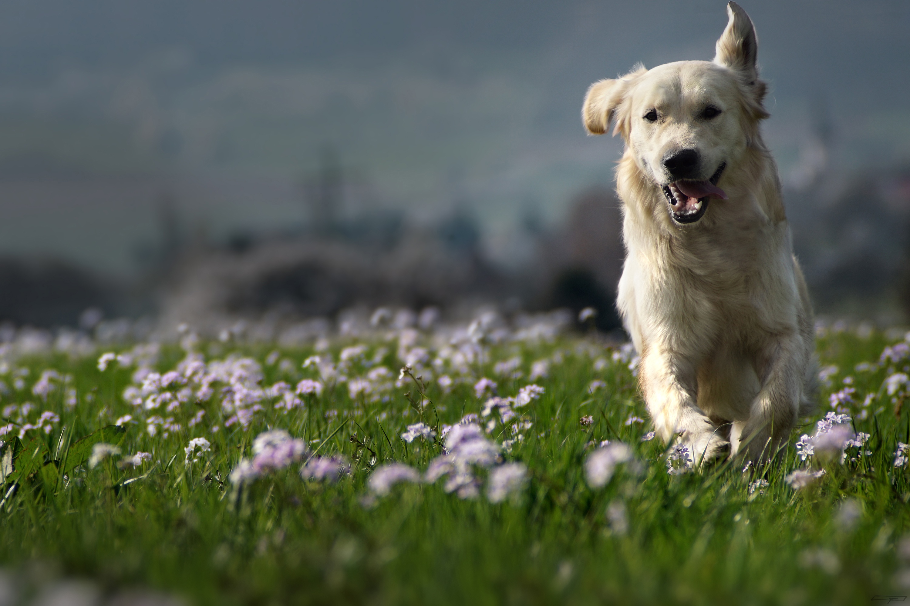 Happy Dog Wallpapers - Wallpaper Cave