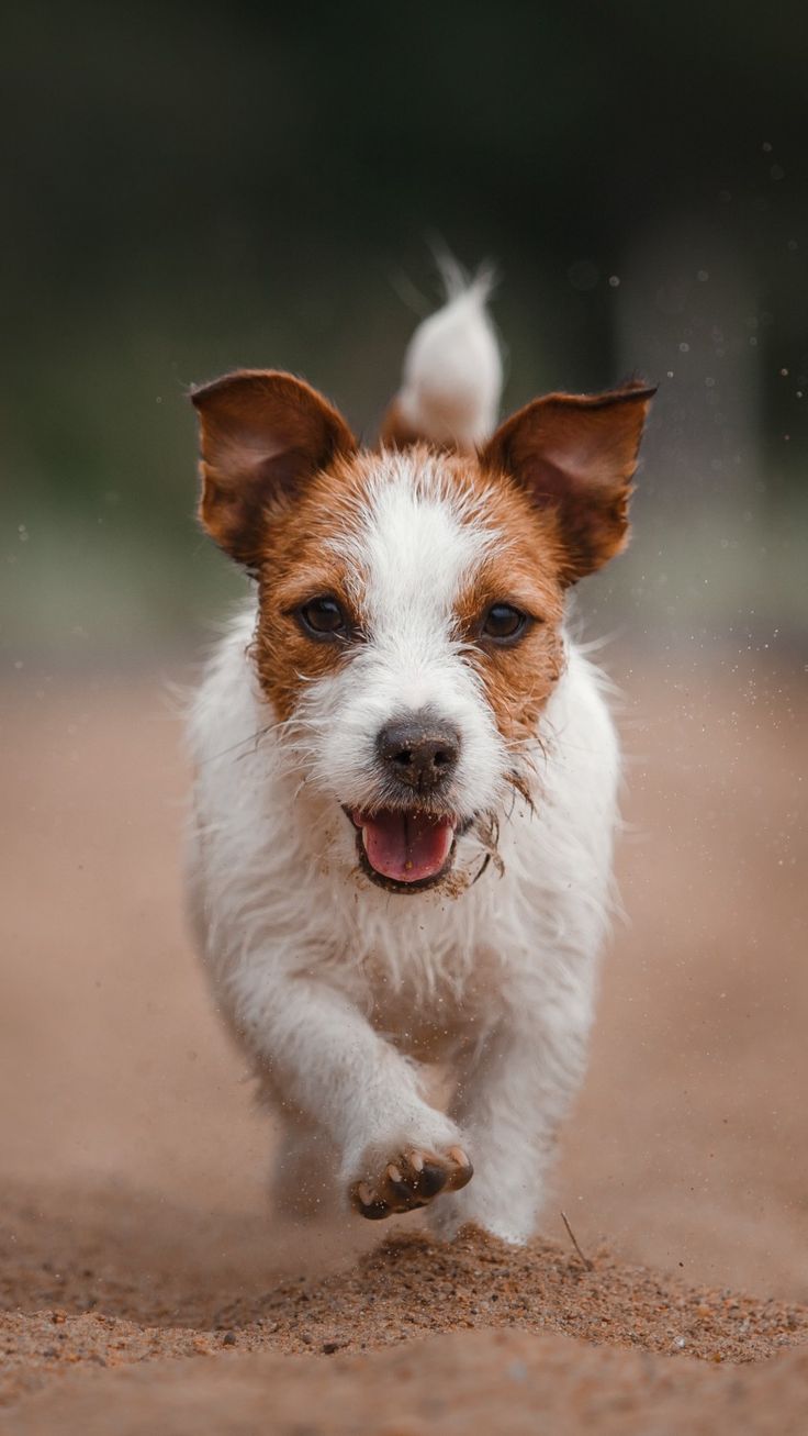 Happy Dog Wallpapers - Wallpaper Cave