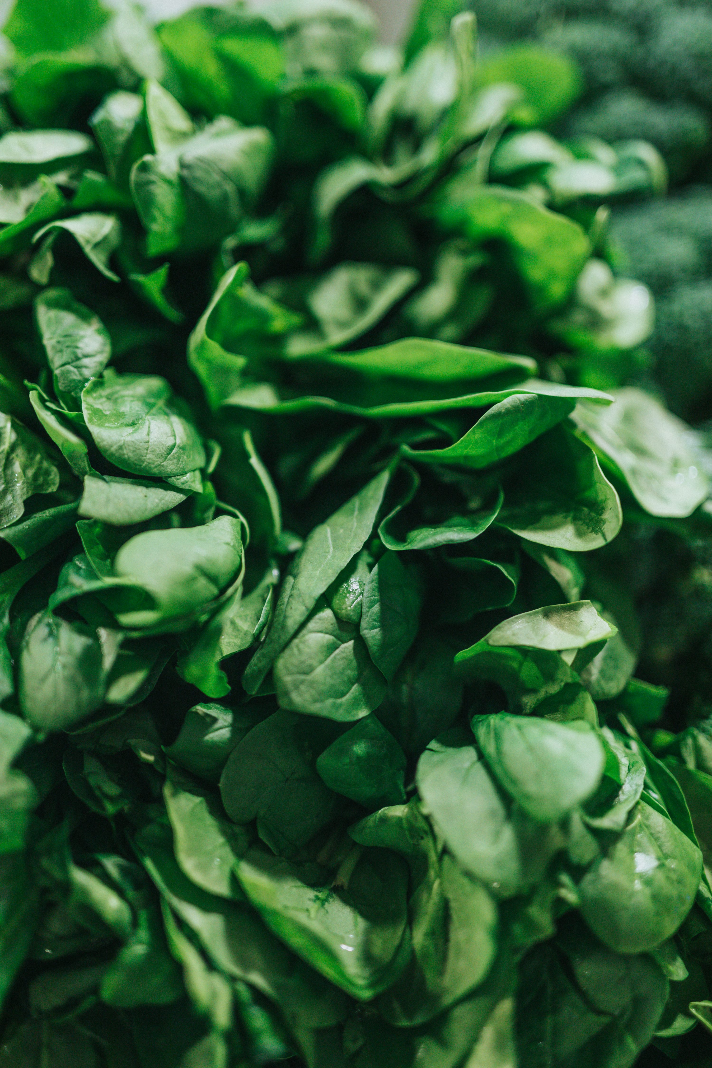 Spinach Wallpapers - Wallpaper Cave