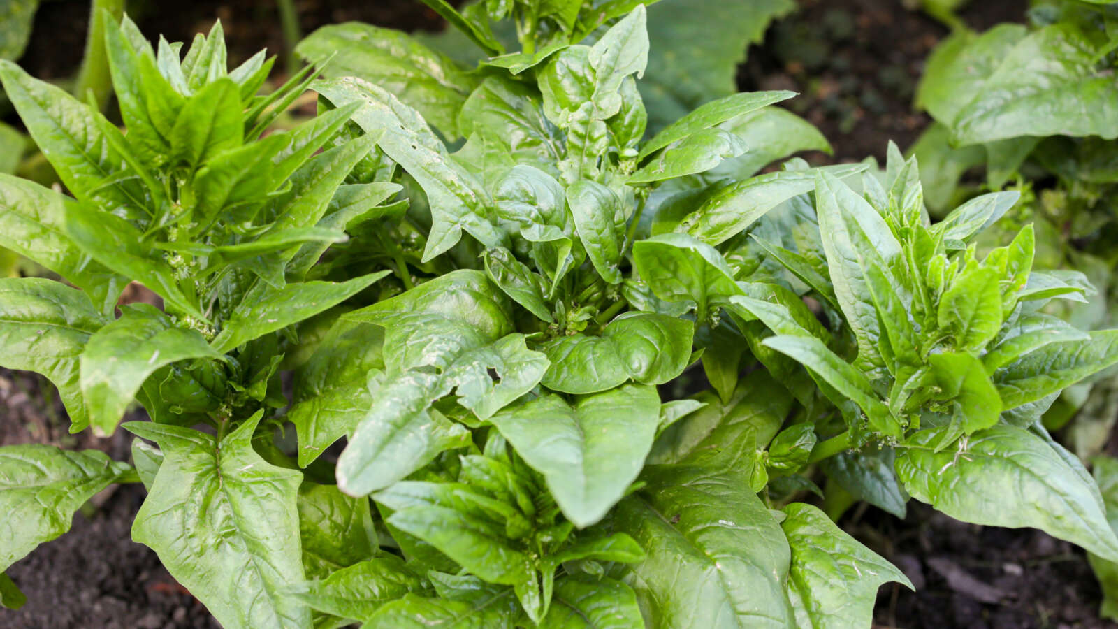 Spinach Wallpapers - Wallpaper Cave