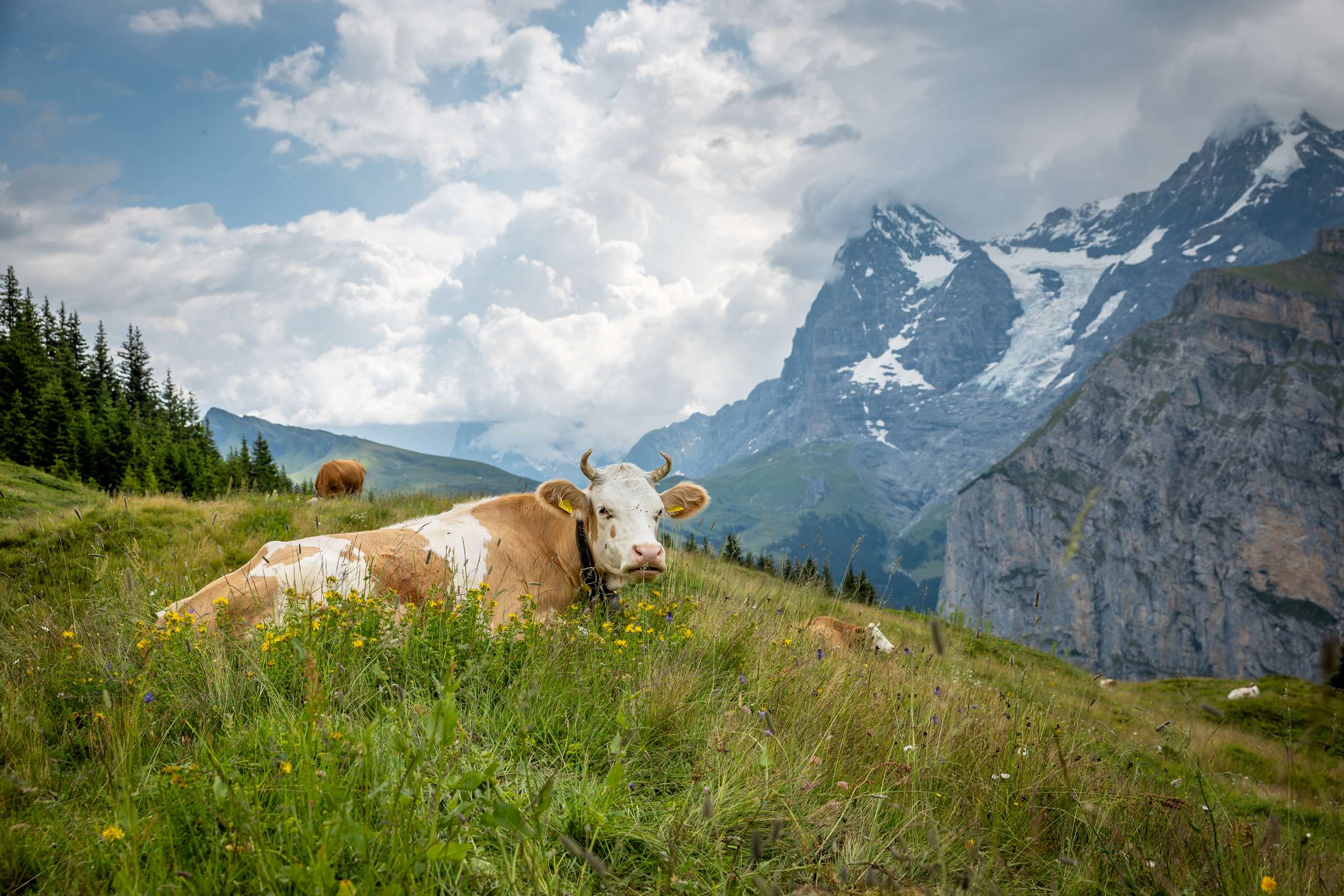 Mürren Wallpapers - Wallpaper Cave