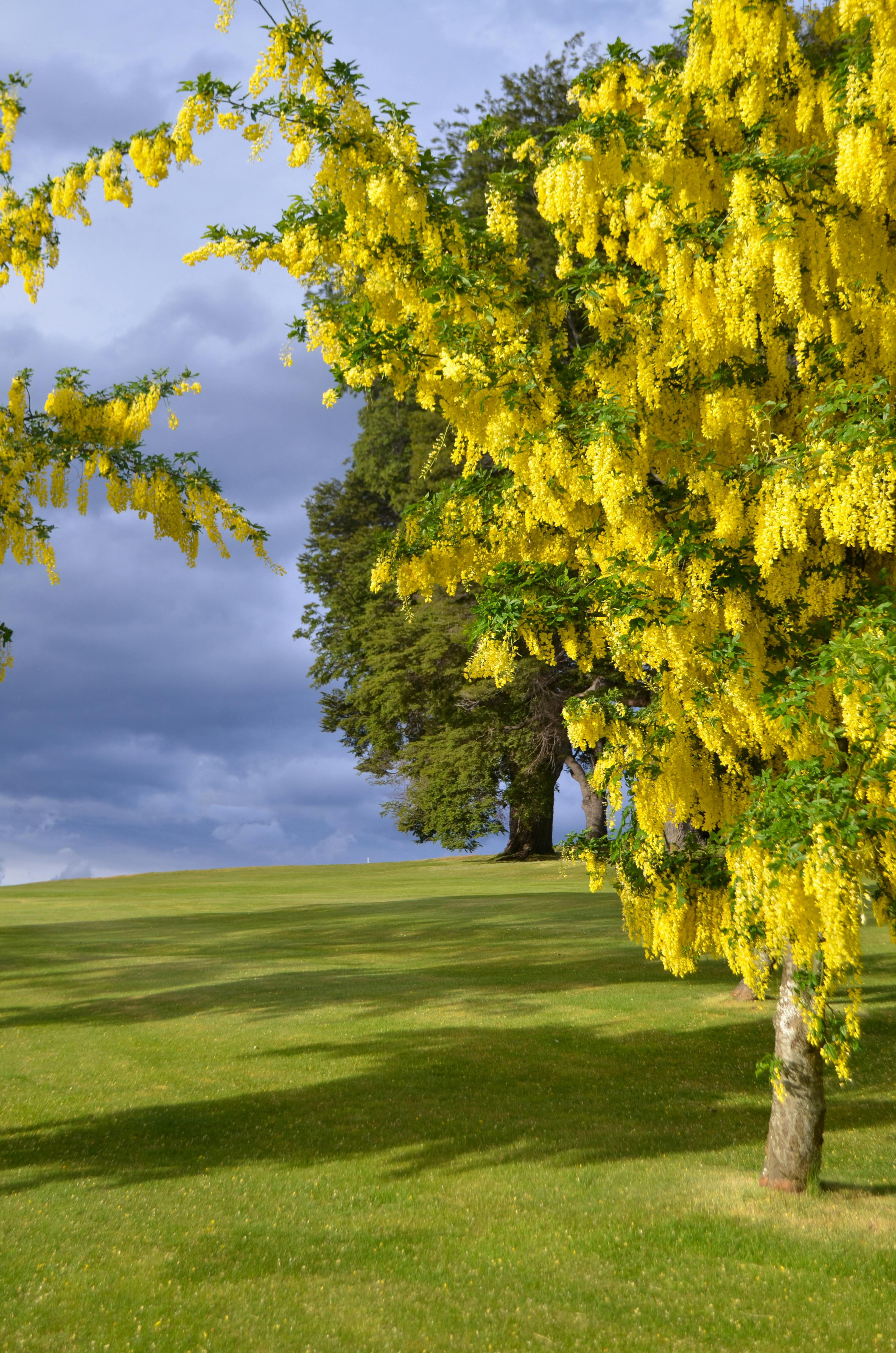 Laburnum Wallpapers - Wallpaper Cave