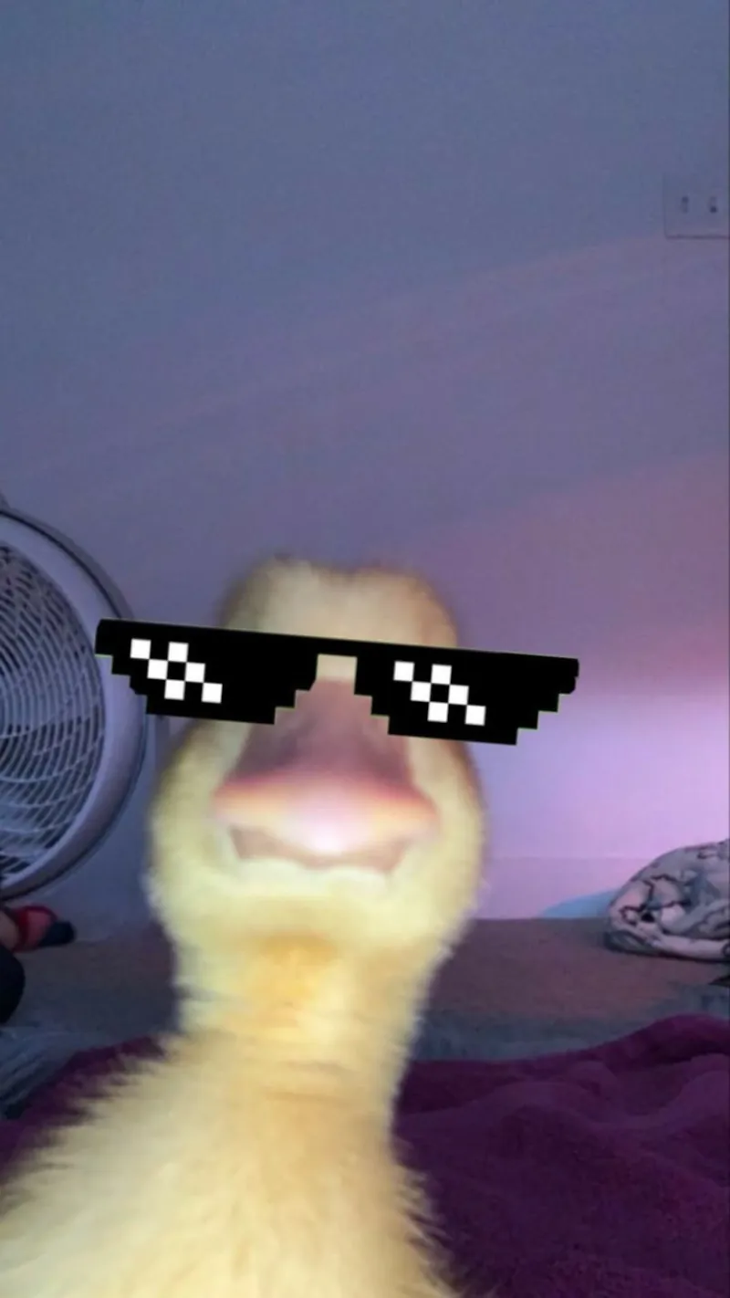 Silly Duck Wallpapers - Wallpaper Cave