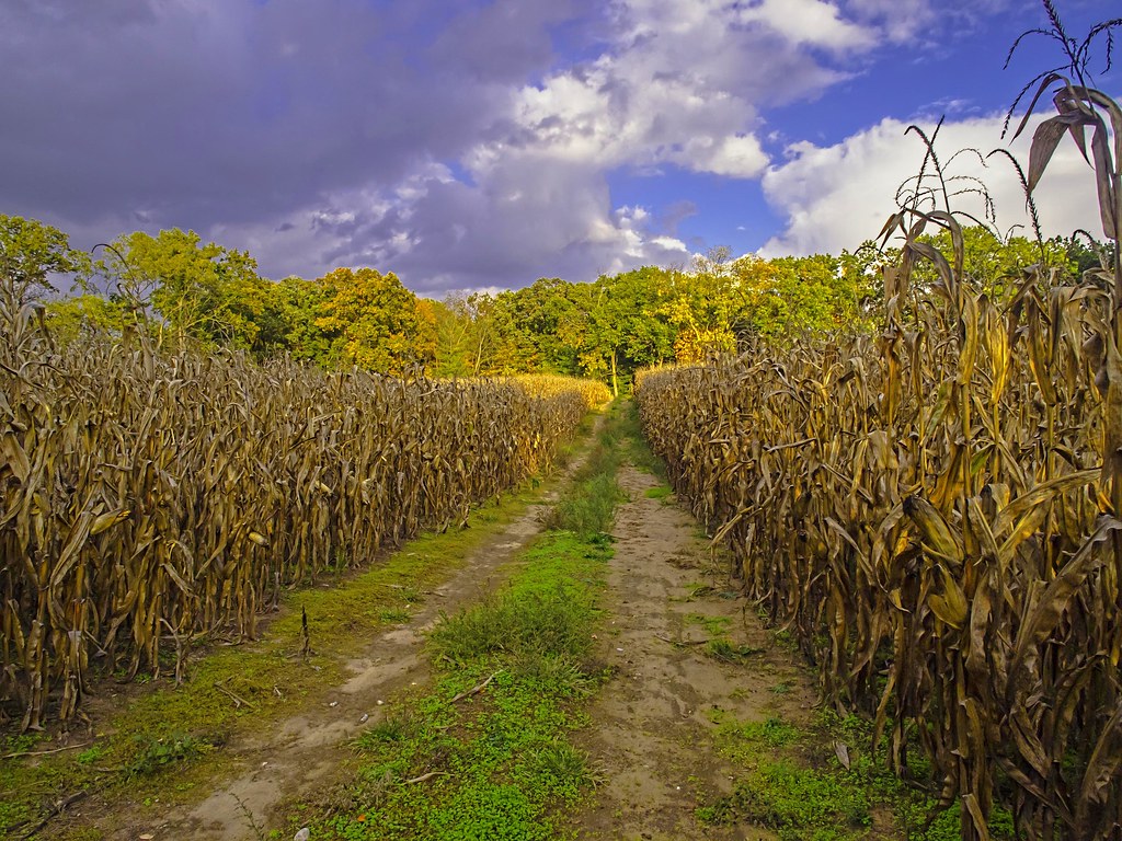 Autumn Cornfield Wallpapers - Wallpaper Cave