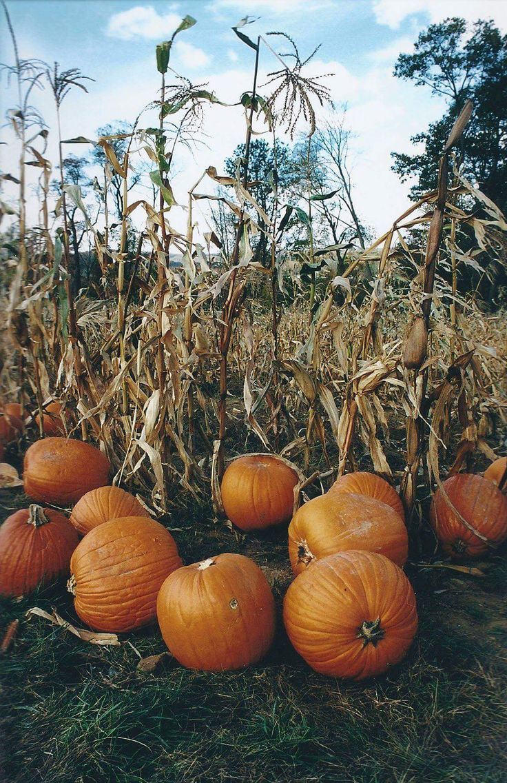 Autumn Cornfield Wallpapers - Wallpaper Cave