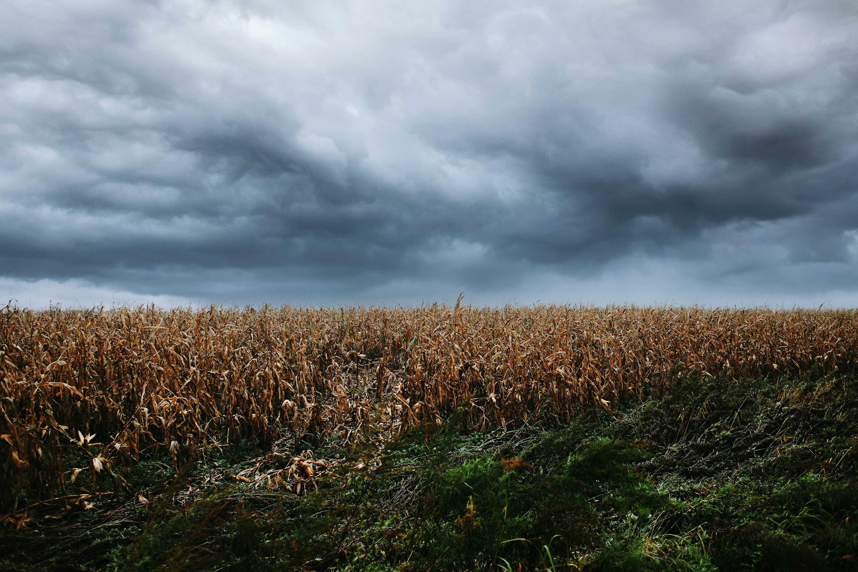 Autumn Cornfield Wallpapers - Wallpaper Cave