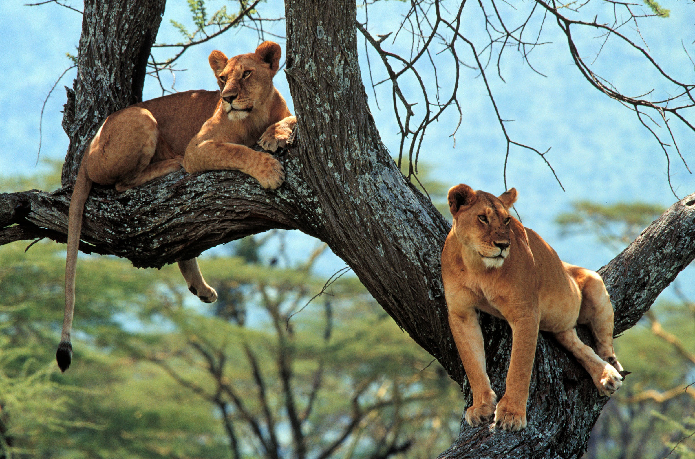 Lion Climbing Tree Wallpapers - Wallpaper Cave