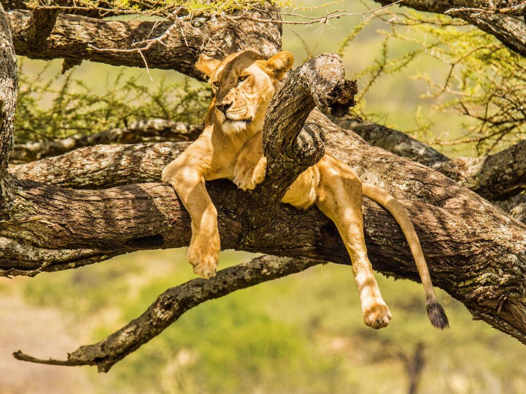 Lion Climbing Tree Wallpapers - Wallpaper Cave