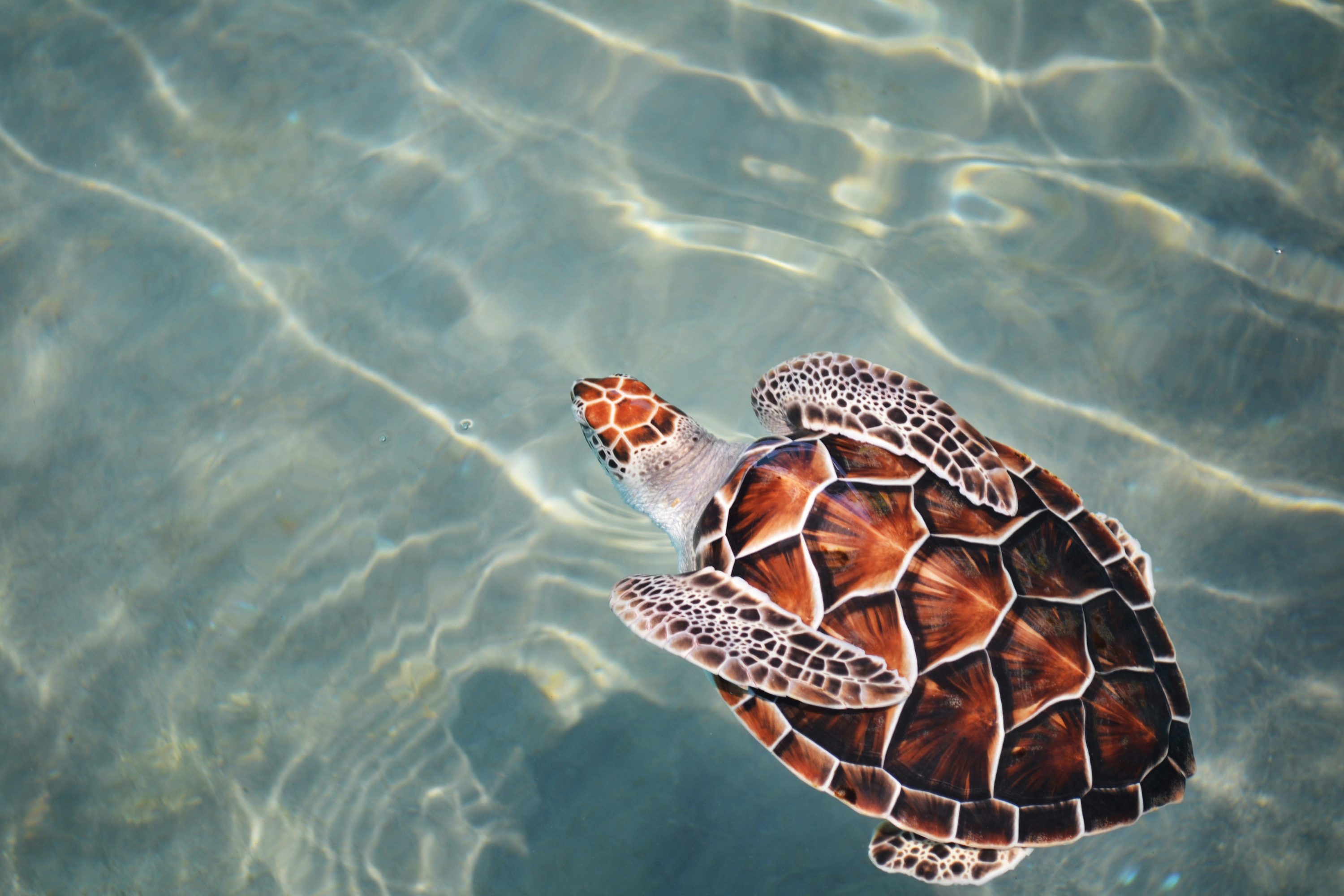 Sea Turtle Laptop Wallpapers - Wallpaper Cave
