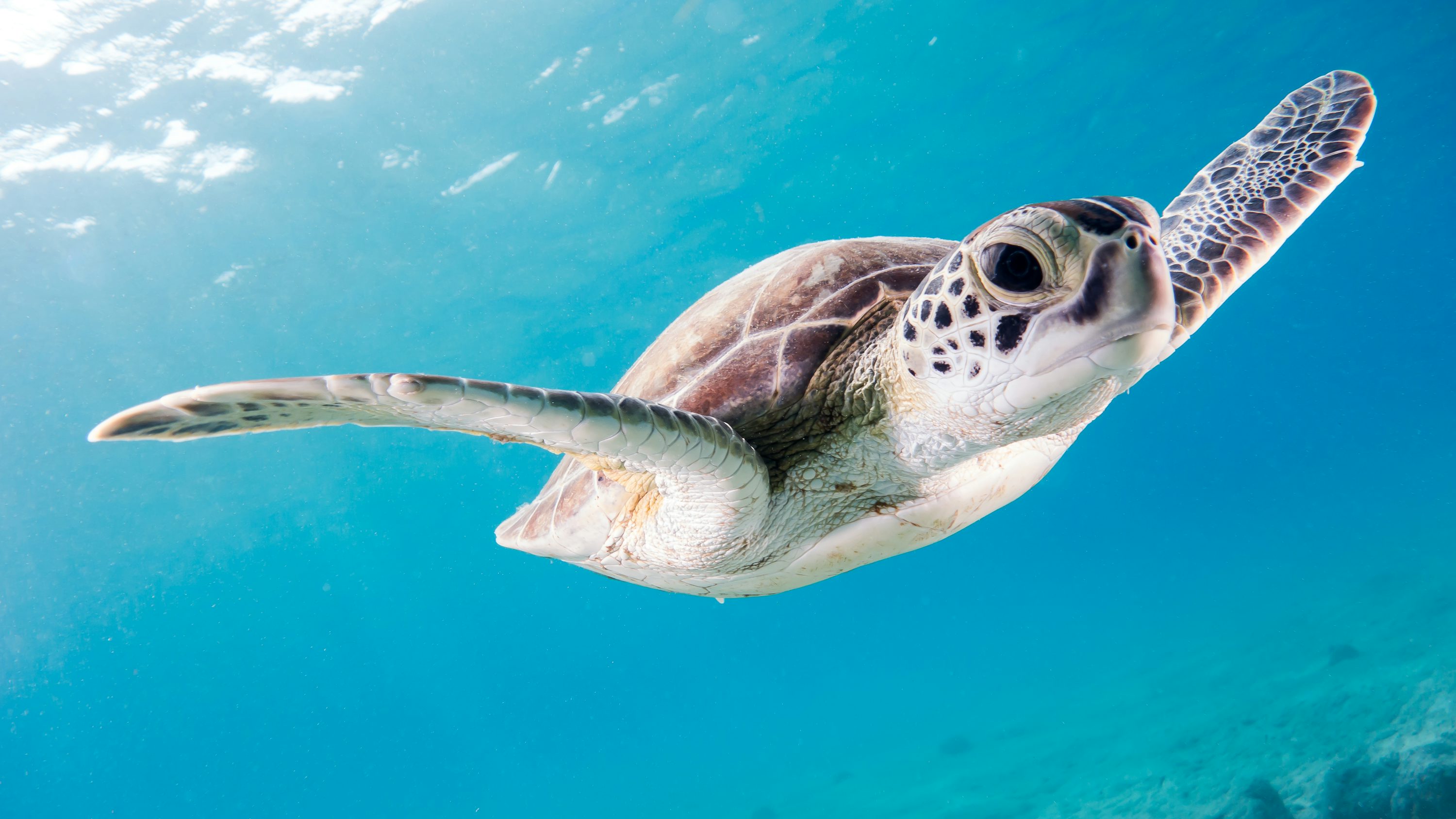 Ocean Animals Laptop Wallpapers - Wallpaper Cave