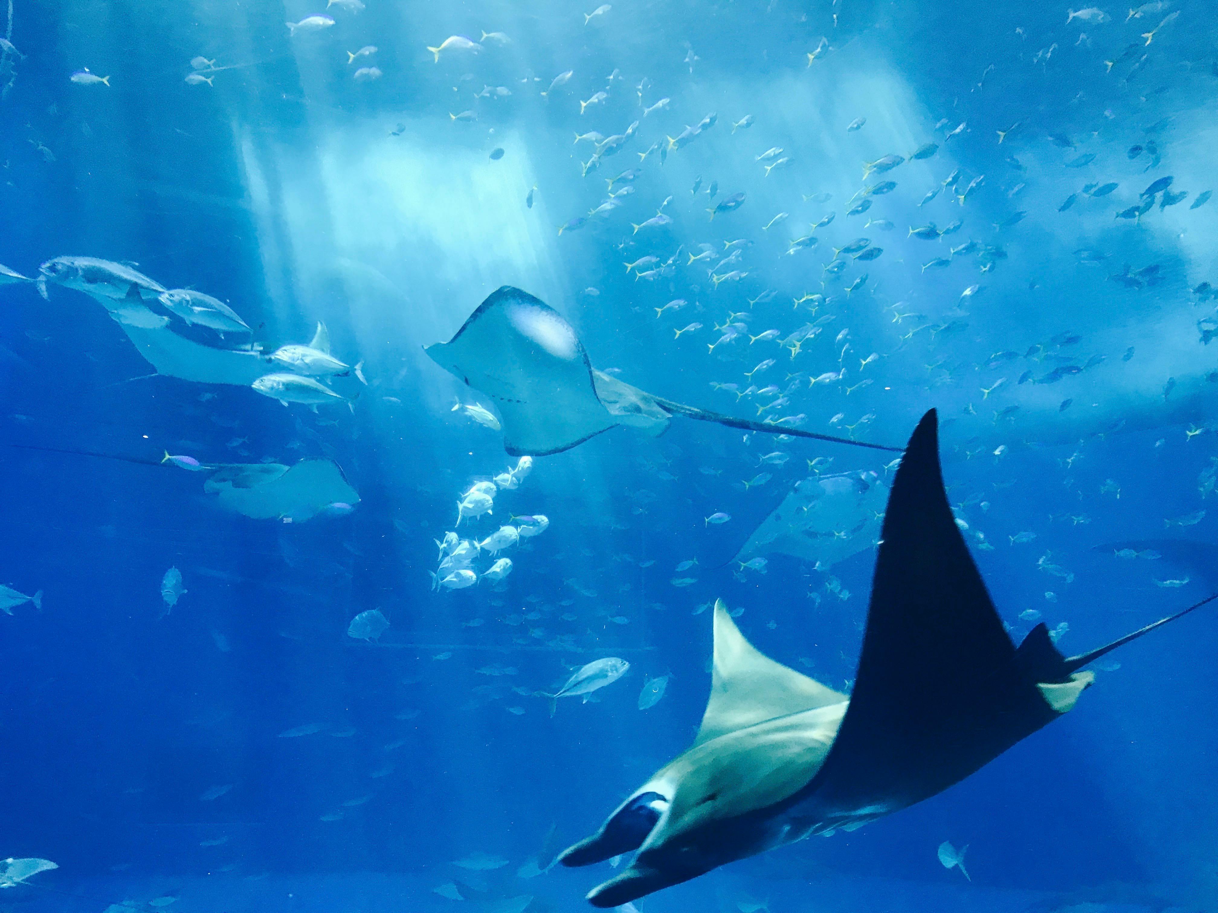 Ocean Animals Laptop Wallpapers - Wallpaper Cave