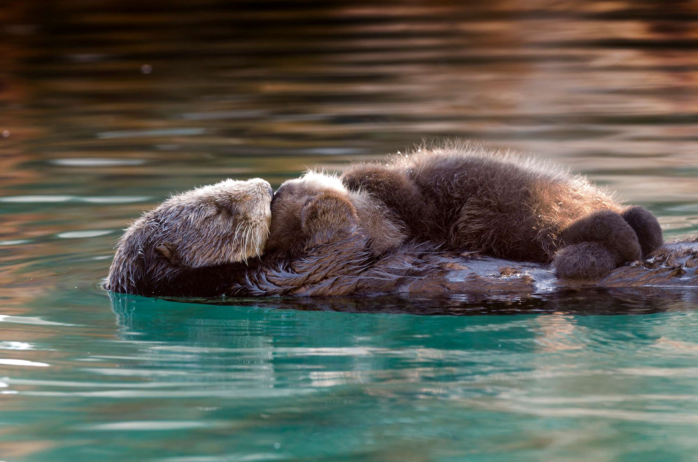Ocean Animals Laptop Wallpapers - Wallpaper Cave