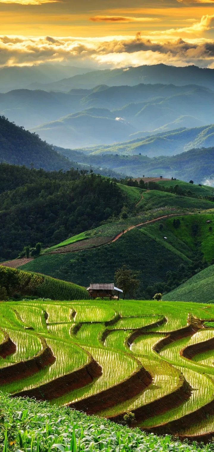 Rice Terrace Wallpapers - Wallpaper Cave