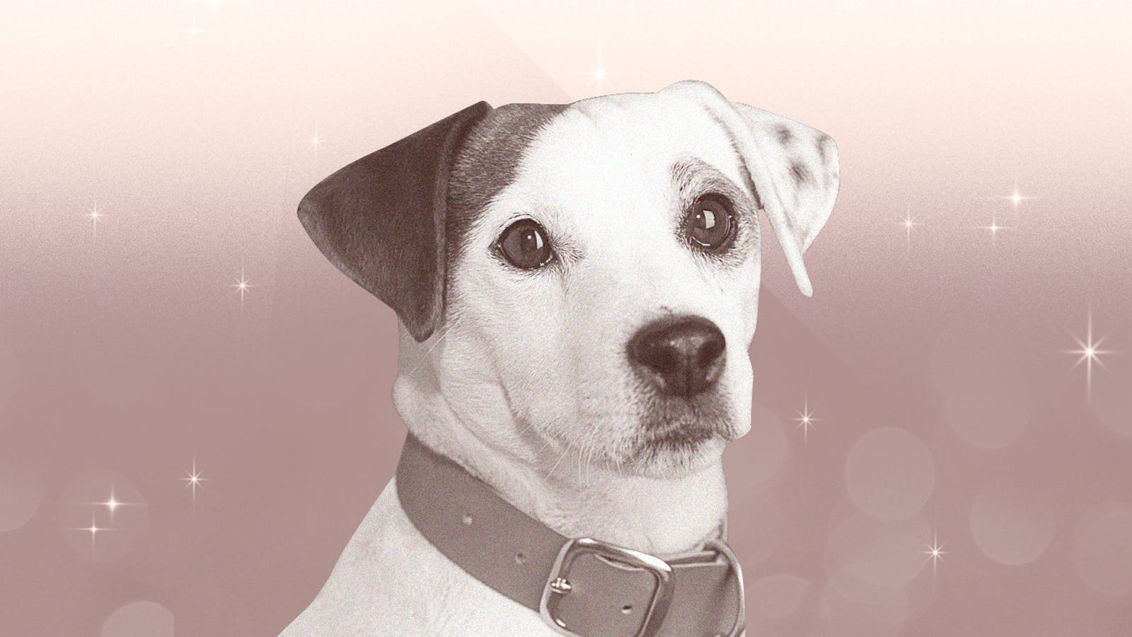 Wishbone Wallpapers - Wallpaper Cave