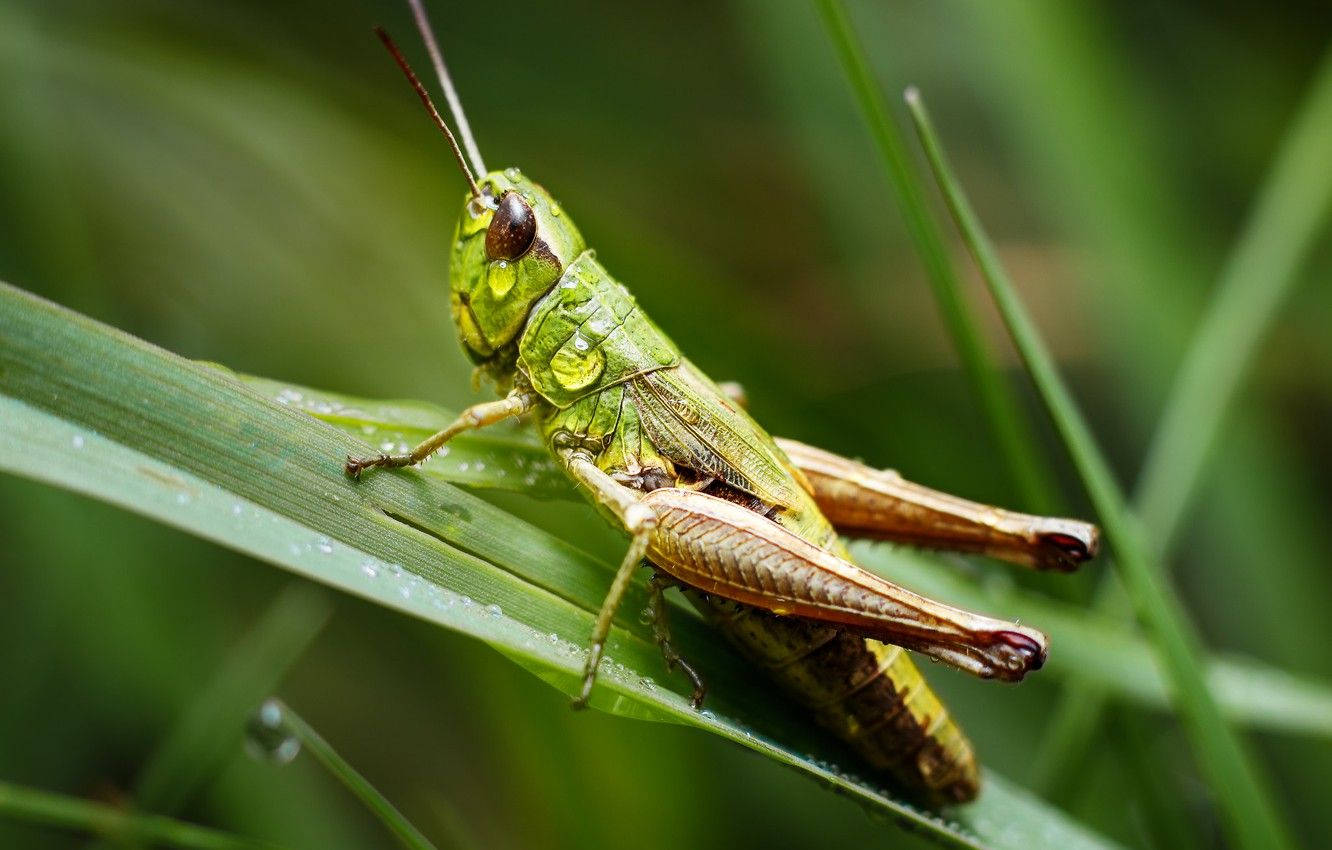 Grasshoppers Wallpapers - Wallpaper Cave
