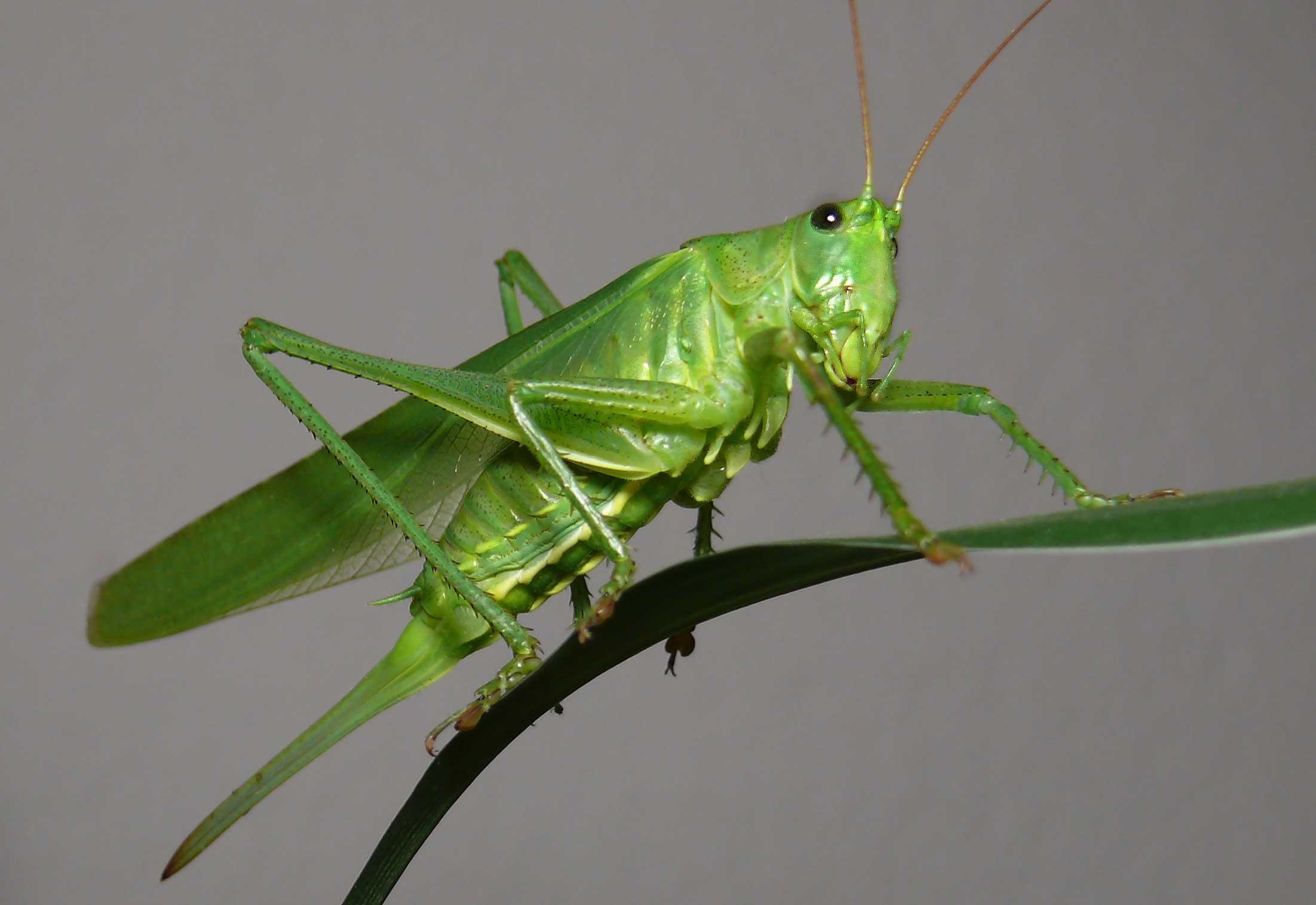 Grasshoppers Wallpapers - Wallpaper Cave