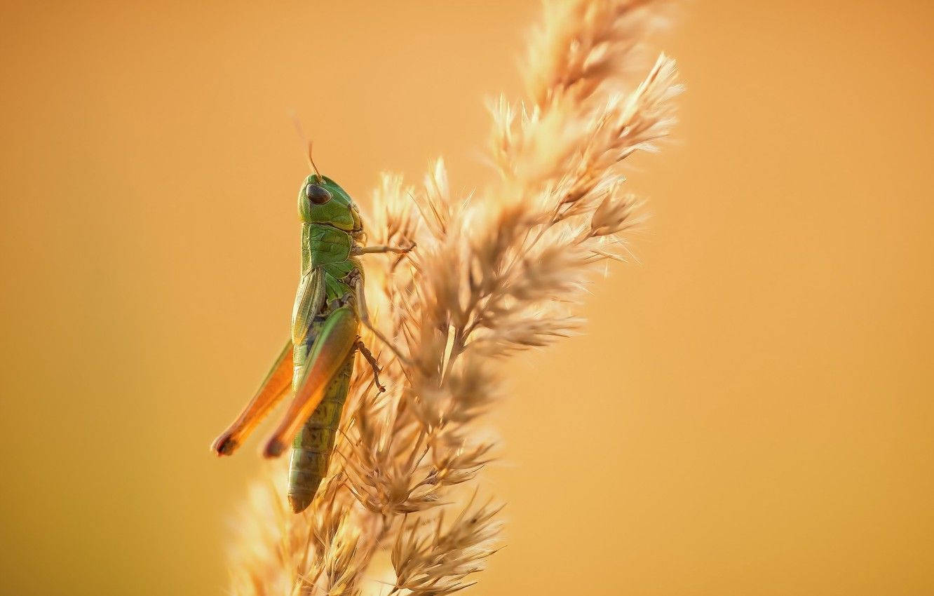 Grasshoppers Wallpapers - Wallpaper Cave