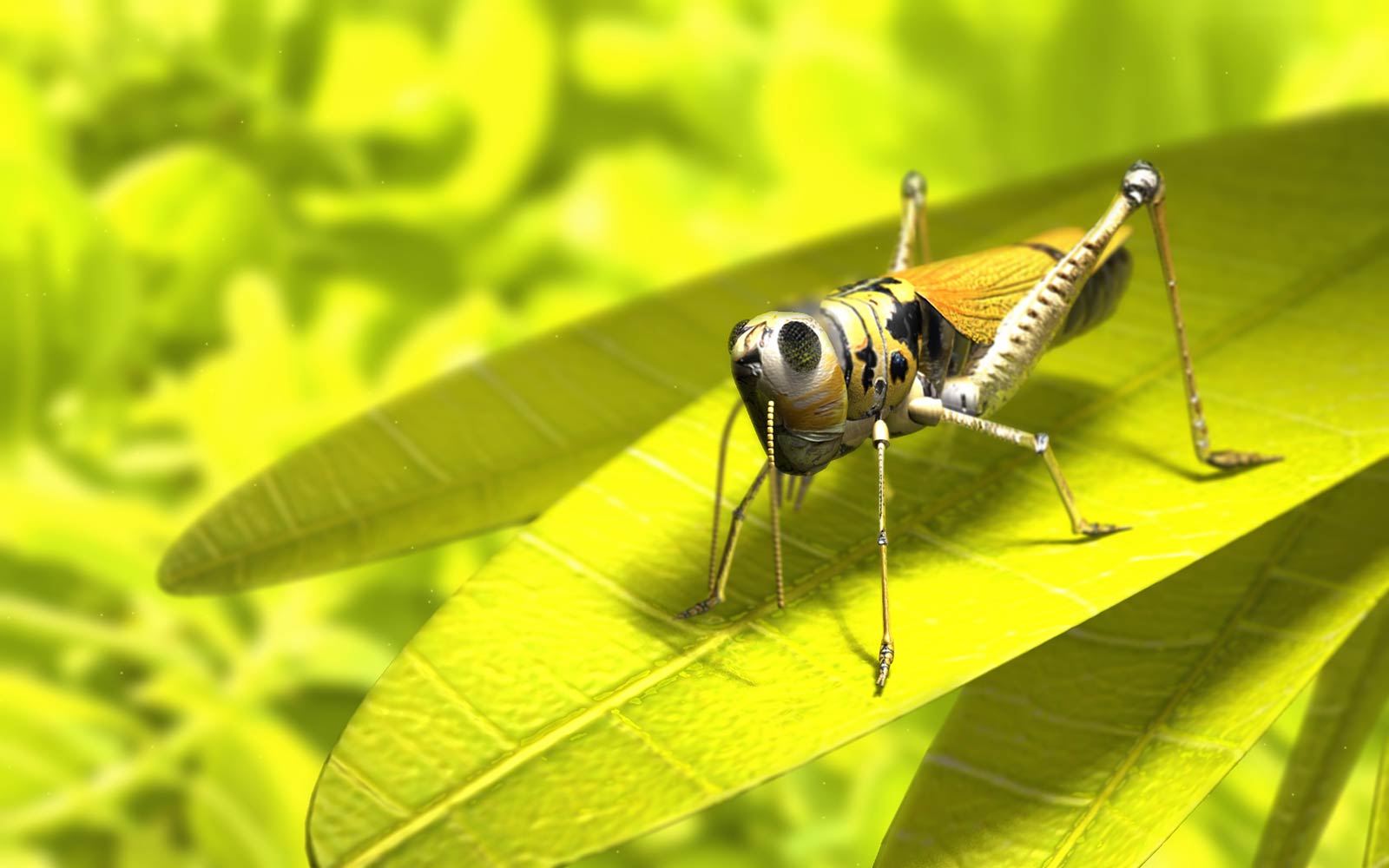 Grasshoppers Wallpapers - Wallpaper Cave
