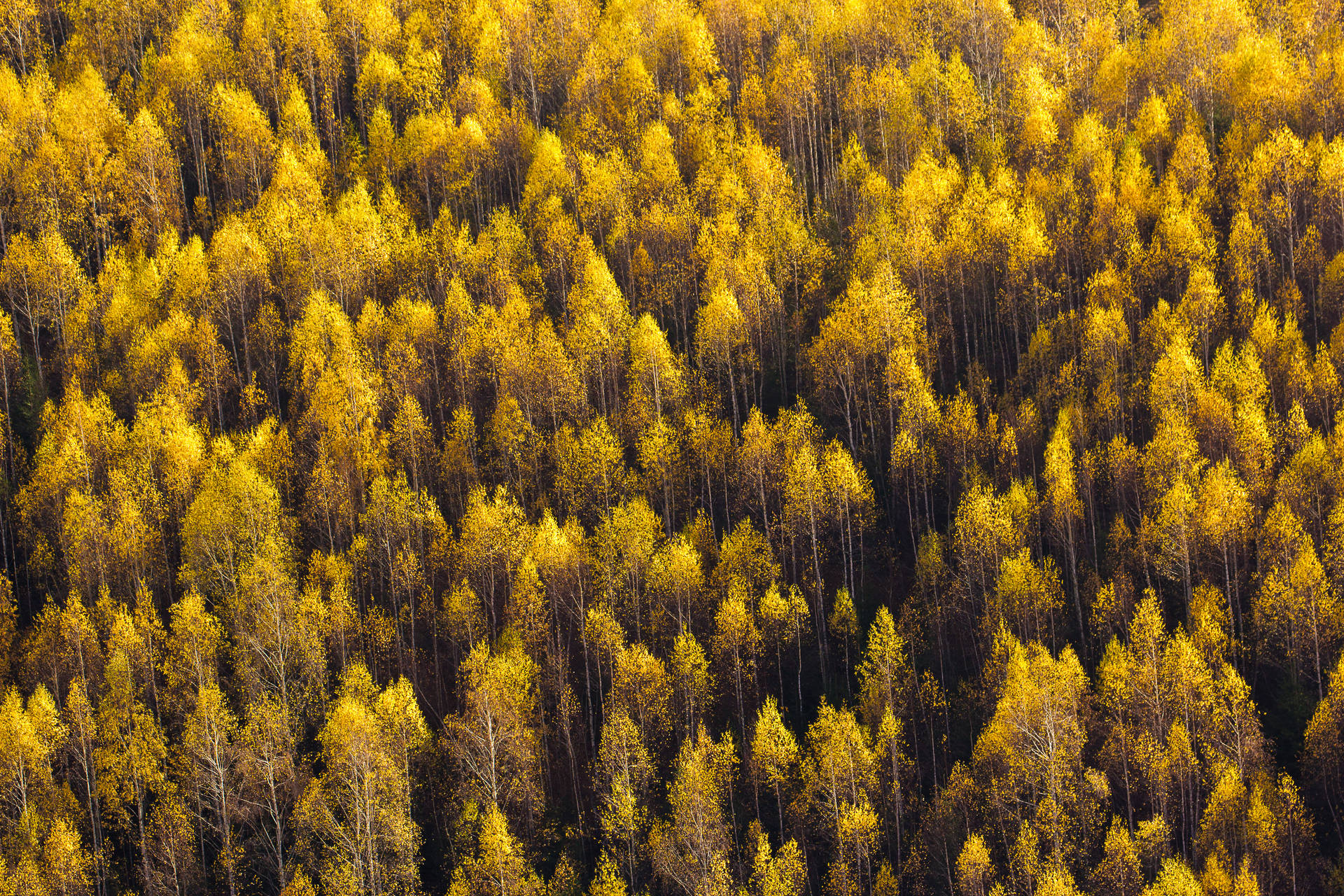 Pine Tree Autumn Wallpapers - Wallpaper Cave