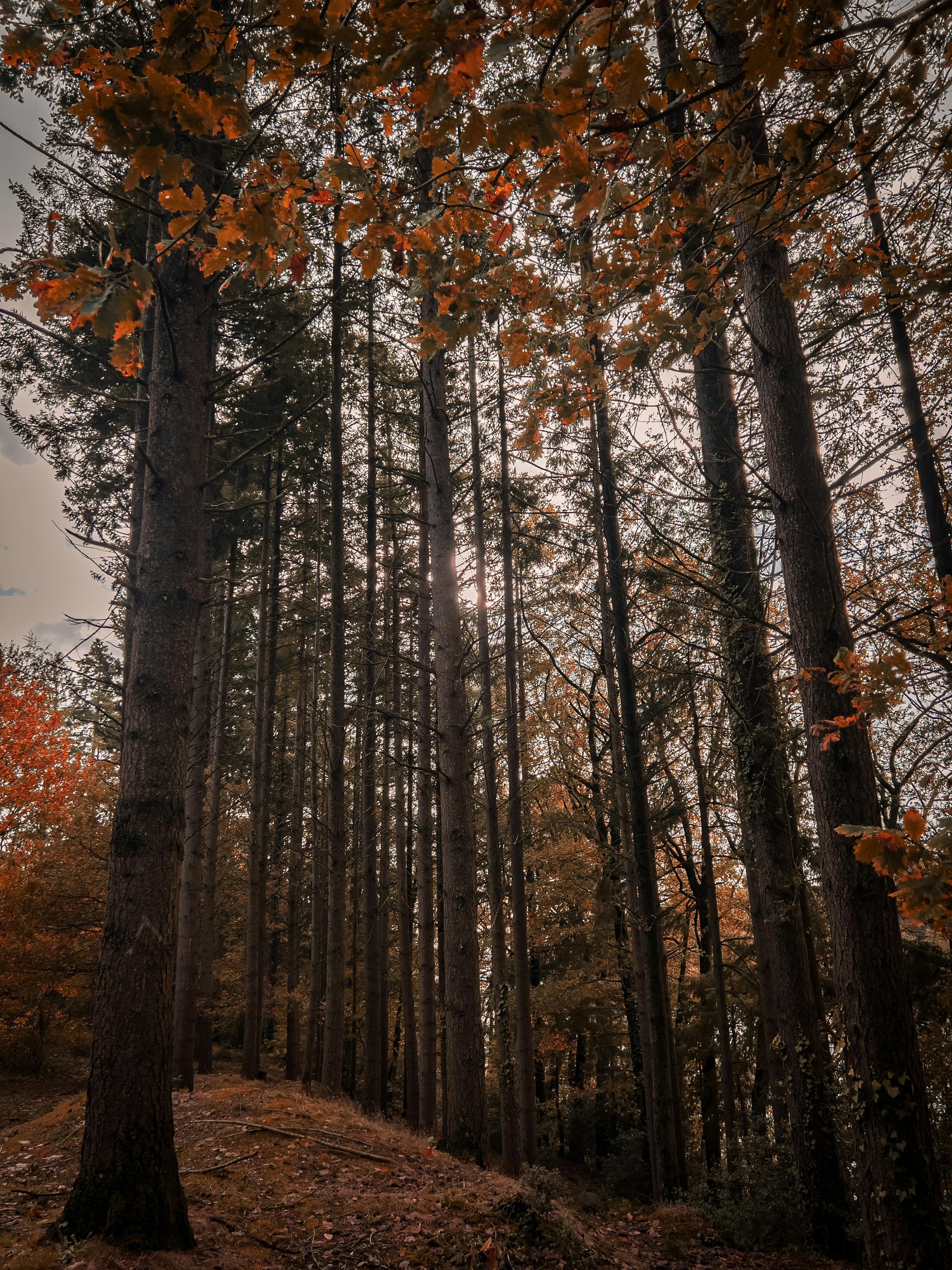 Pine Tree Autumn Wallpapers - Wallpaper Cave